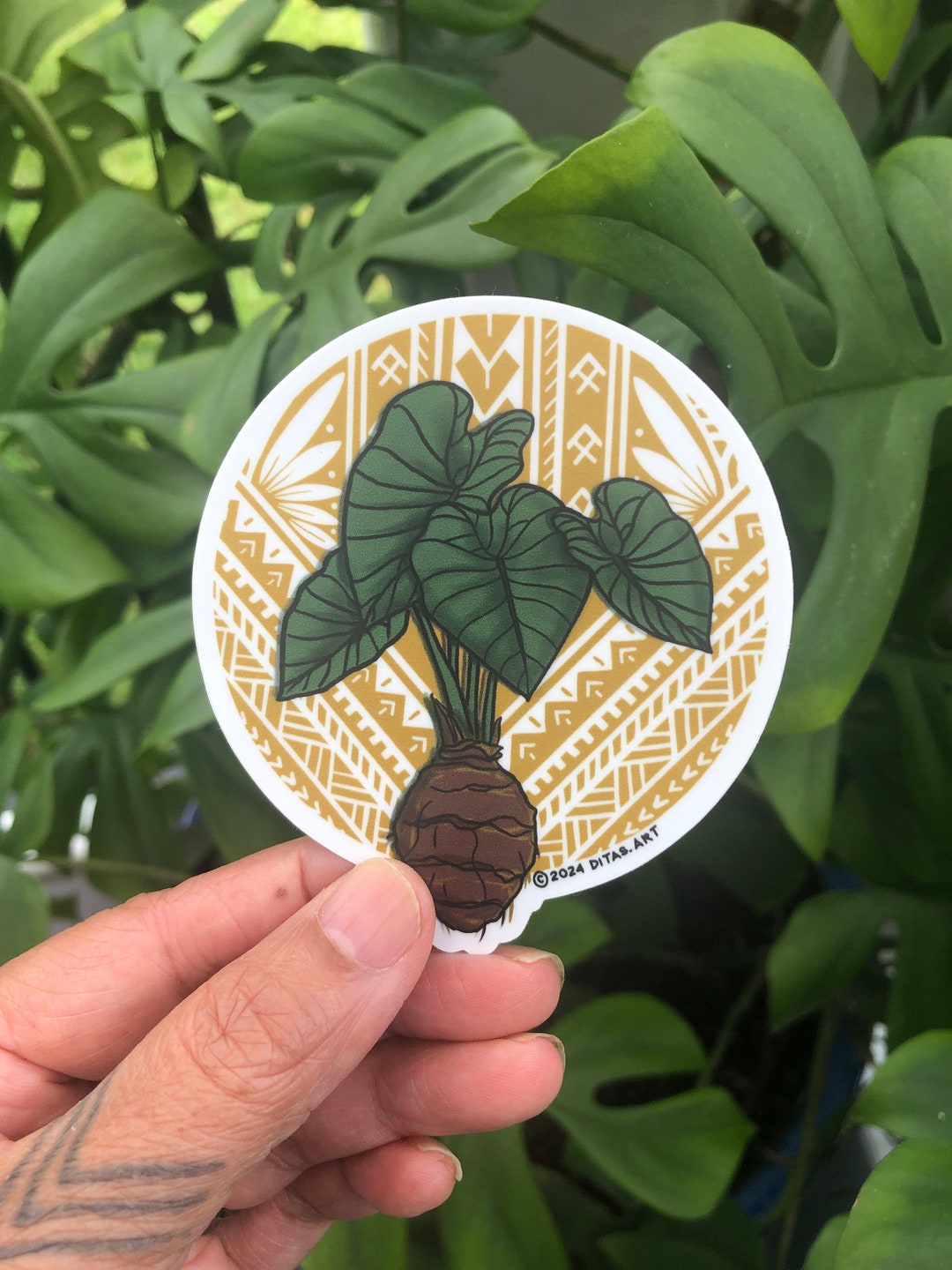 Kalo Taro Root Poi Colocasia Esculenta Elephant Ear Plant Lover ...