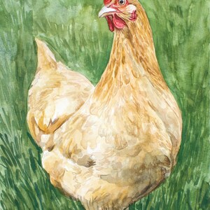 Set of 4 Chicken Prints - Etsy