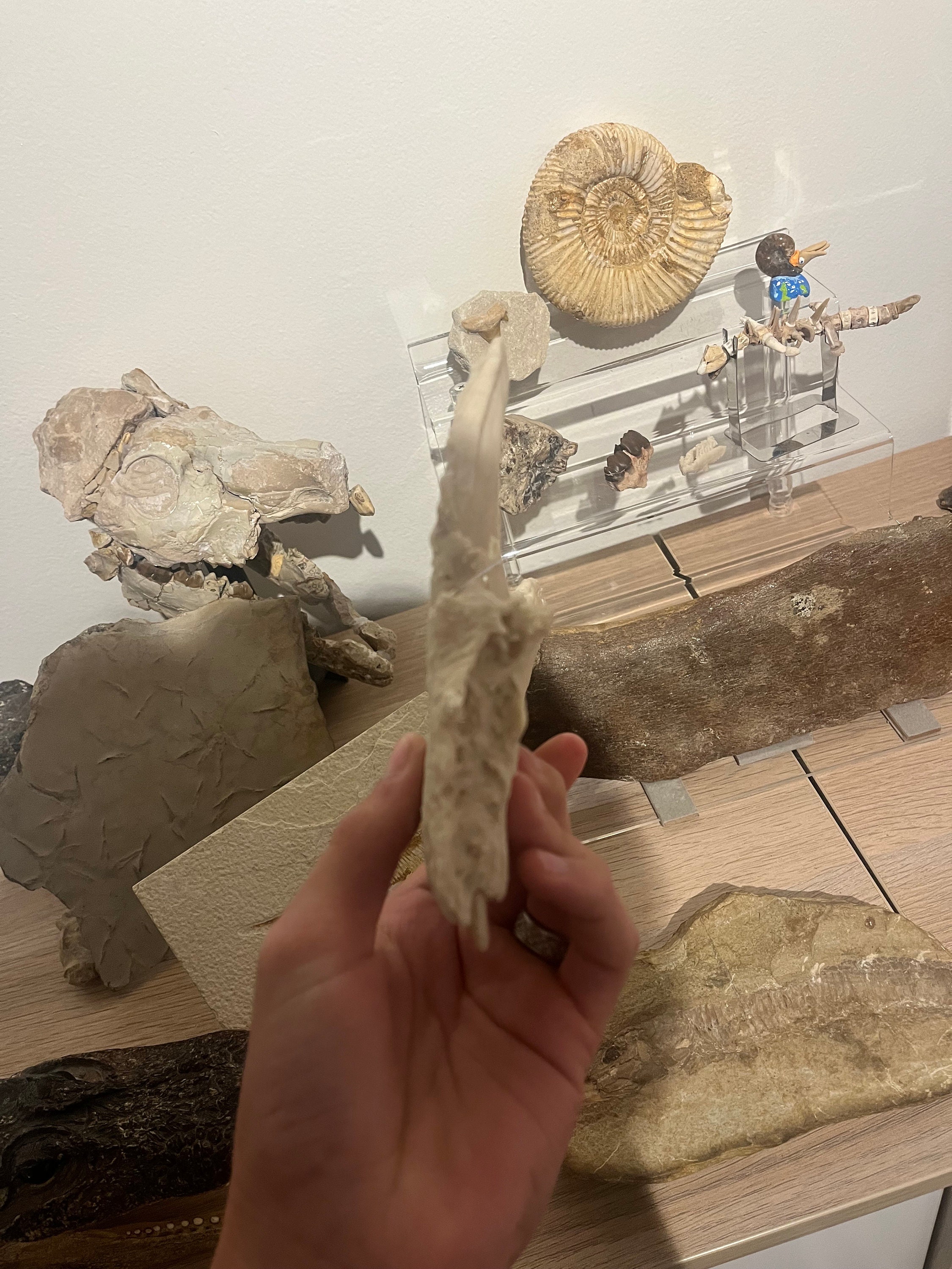 Majungasaurus Fossil Jaw Museum Quality Replica. Read Description - Etsy