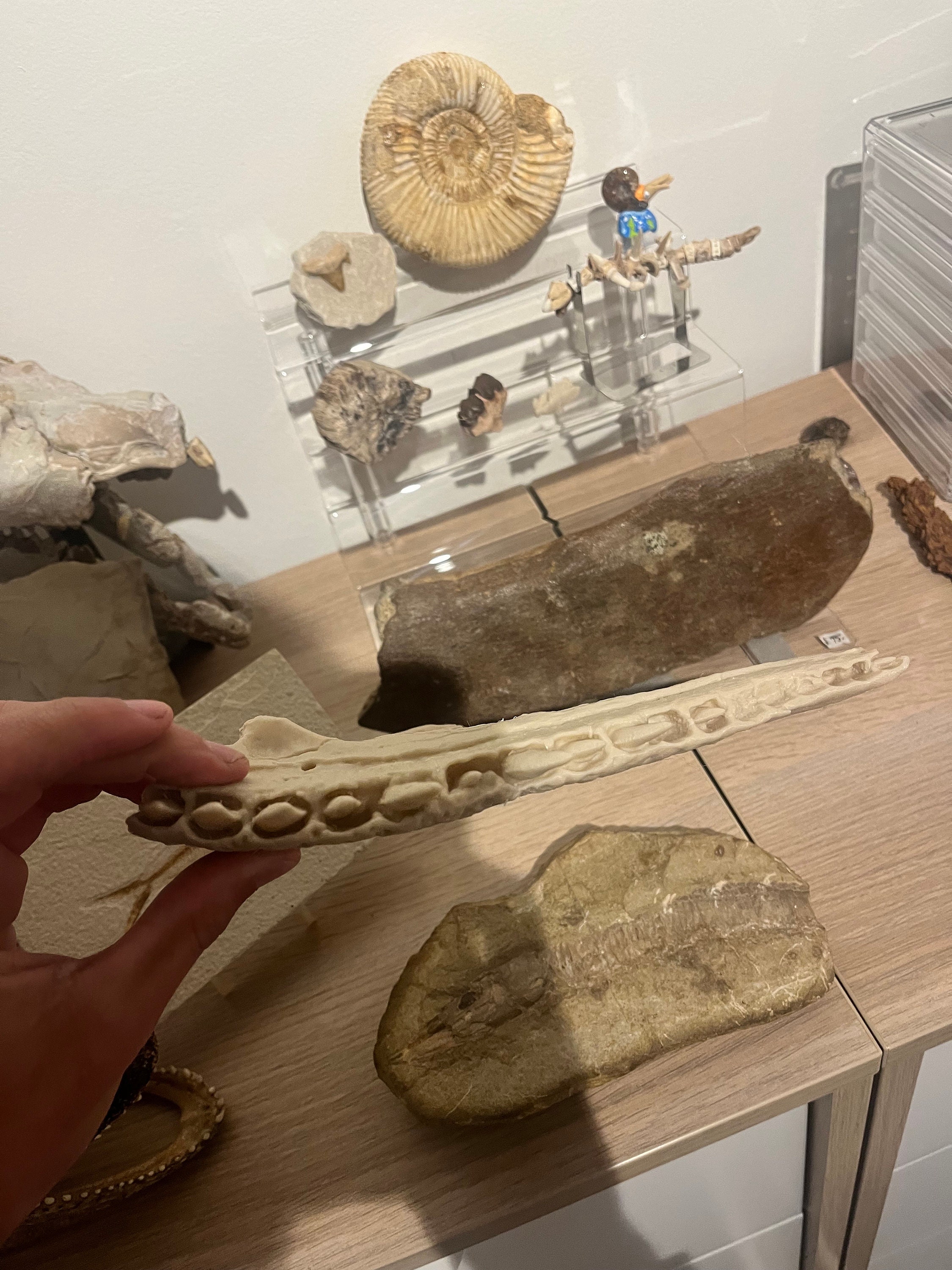 Majungasaurus Fossil Jaw Museum Quality Replica. Read Description - Etsy