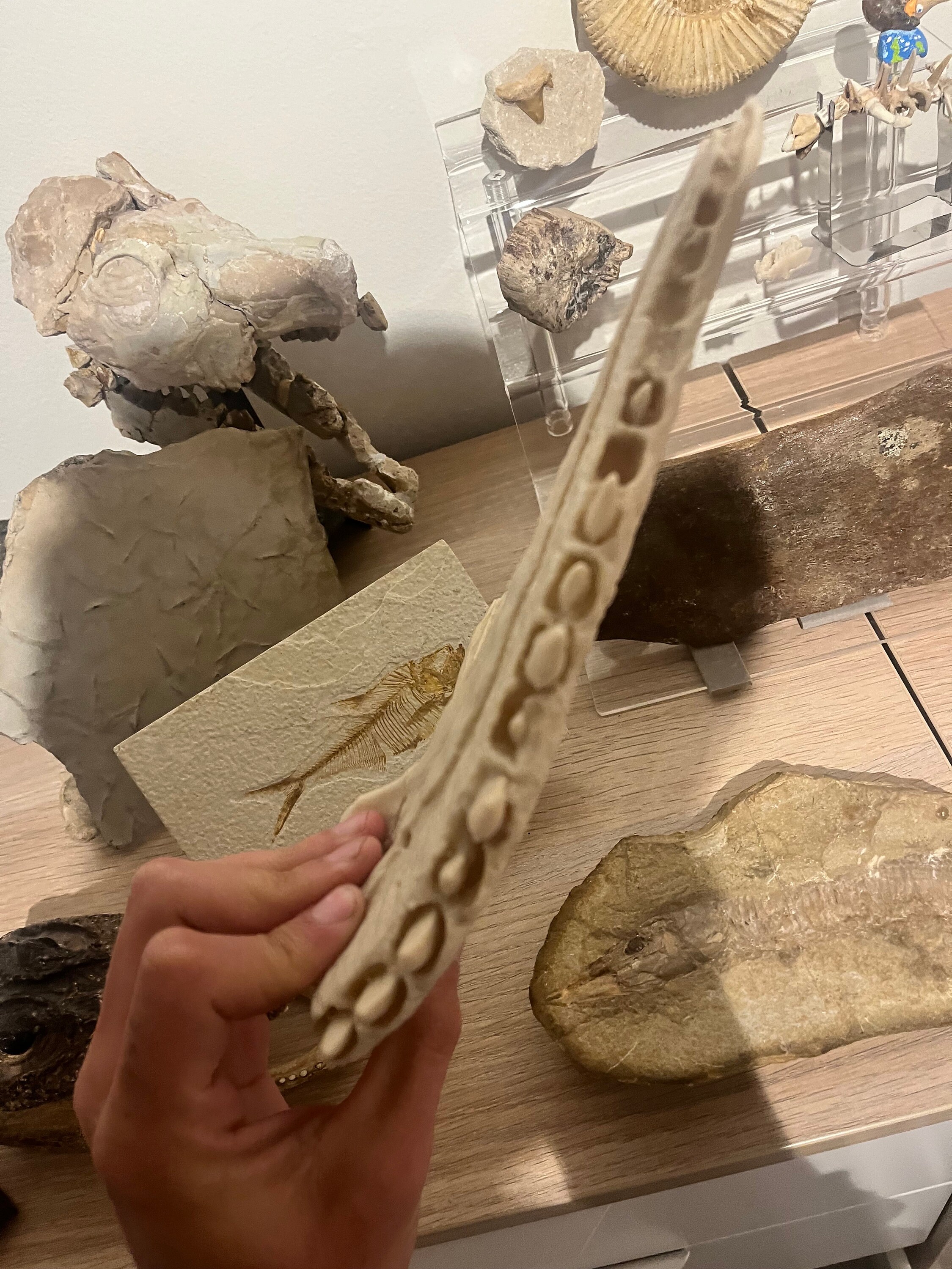 Majungasaurus Fossil Jaw Museum Quality Replica. Read Description - Etsy