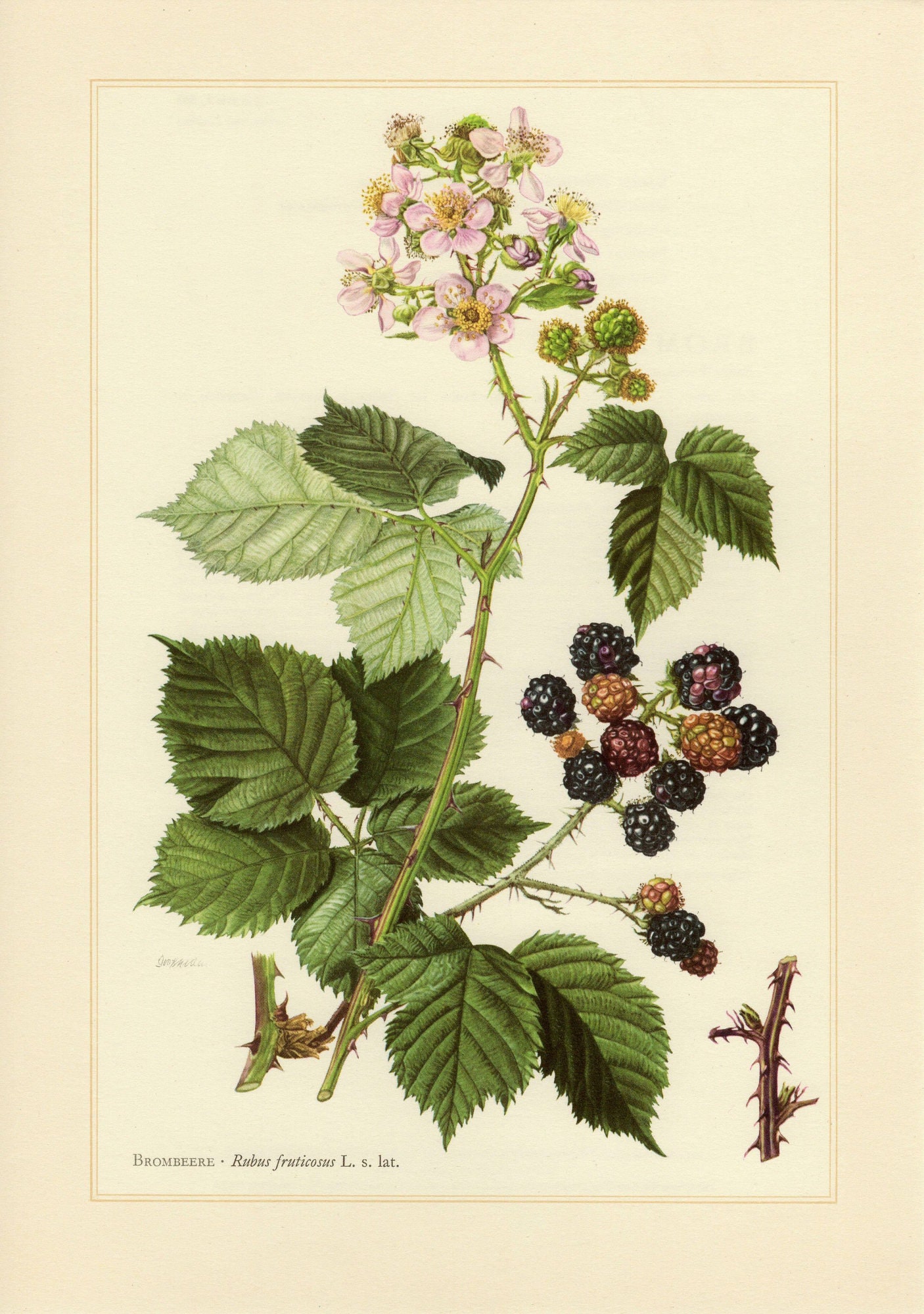 20 Wild Blackberry Bramble Plants (rubus Fruticosus): Organic Bareroot ...