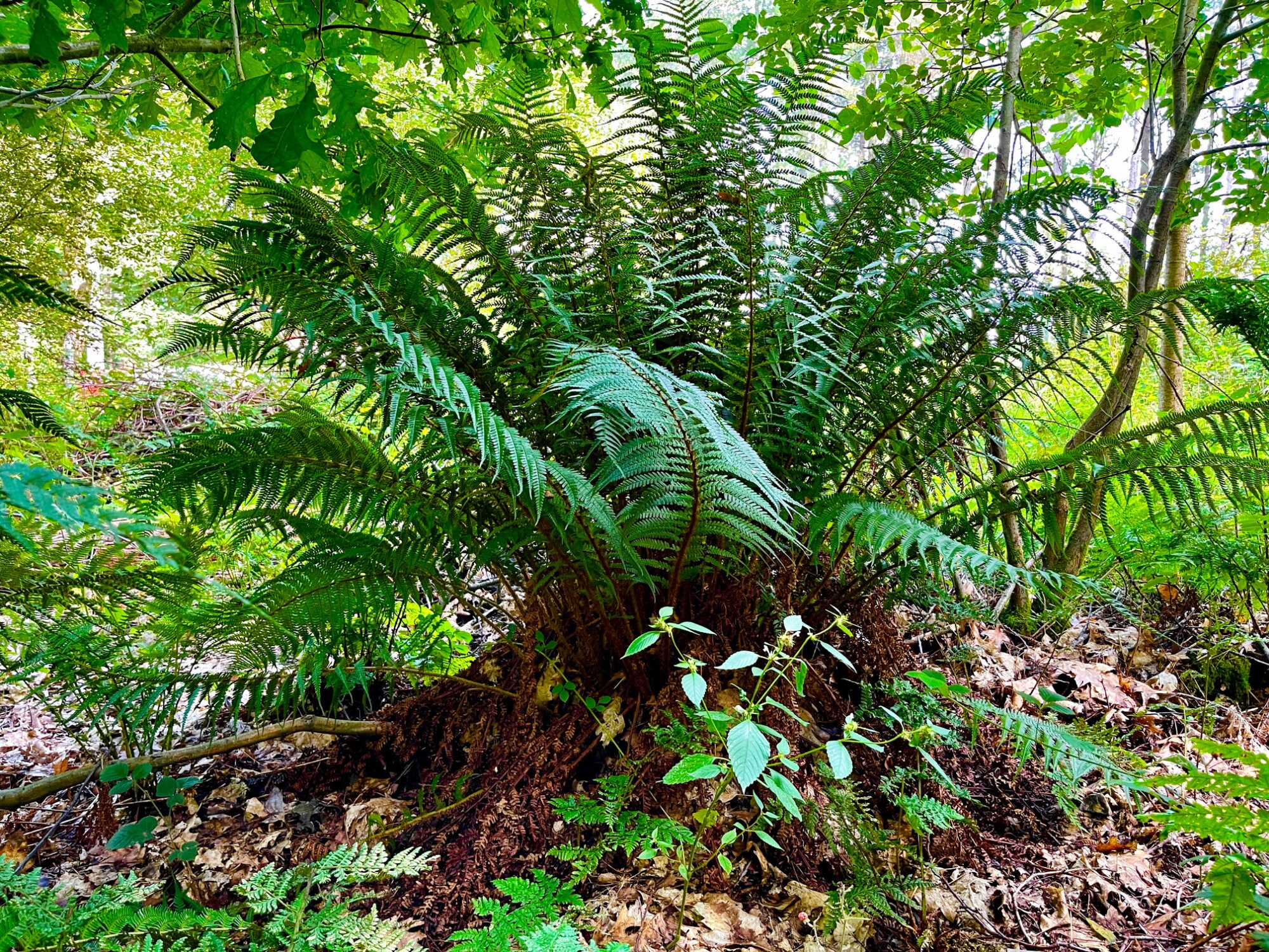 1x Large Scaly Male Fern (dryopteris Affinis) Barerooted Plant Rhizomes ...