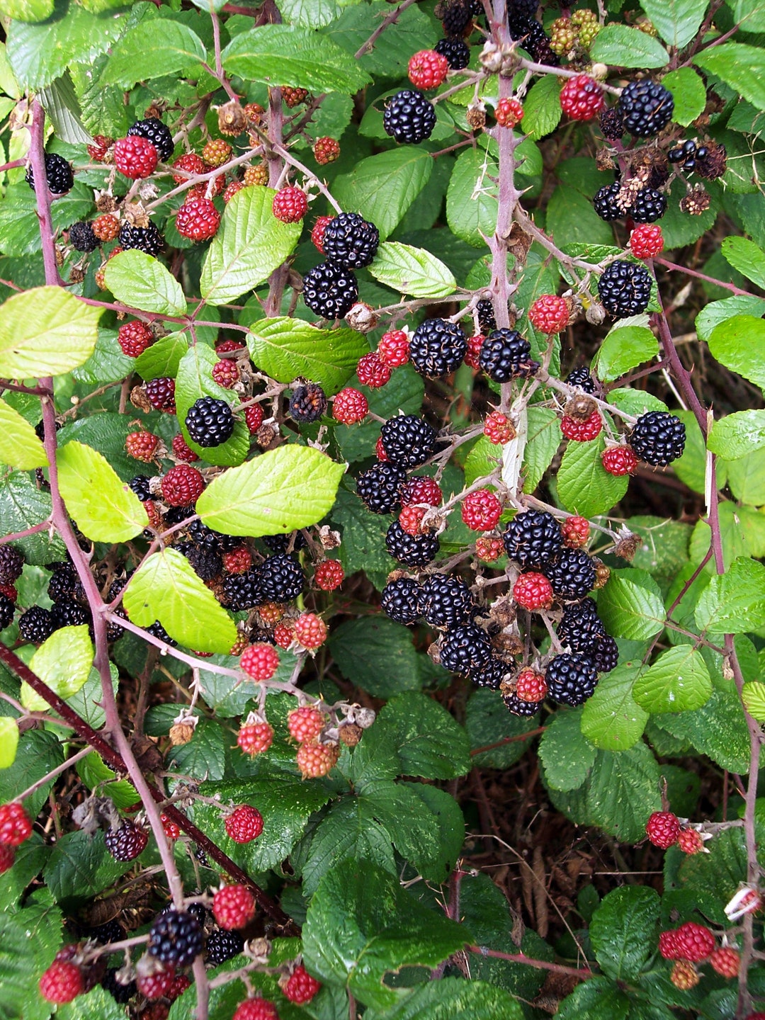 20 Wild Blackberry Bramble Plants (rubus Fruticosus): Organic Bareroot ...