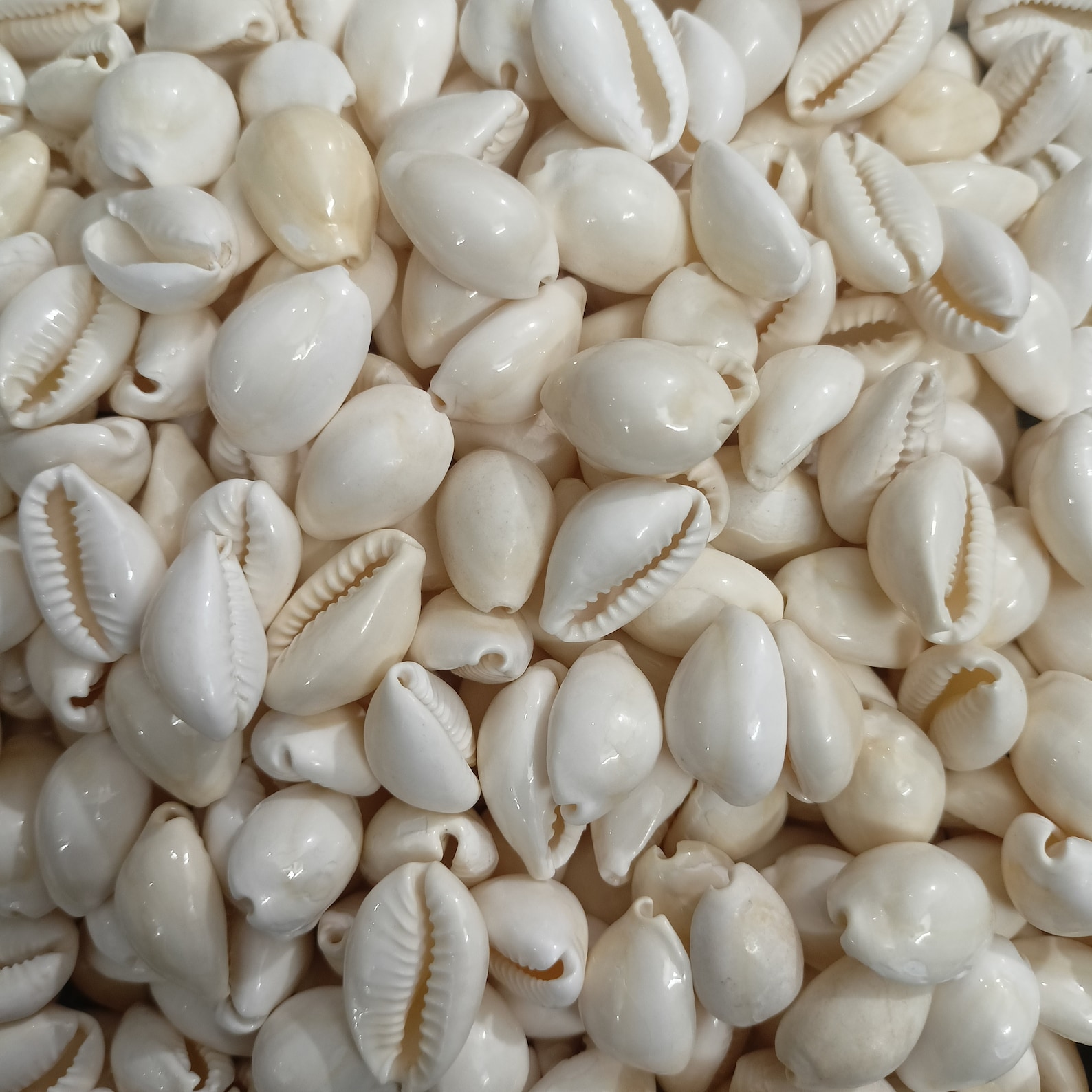 Cowries Shell, Cowries Seashell Bulk, Natural Seashell Beach Decor ...