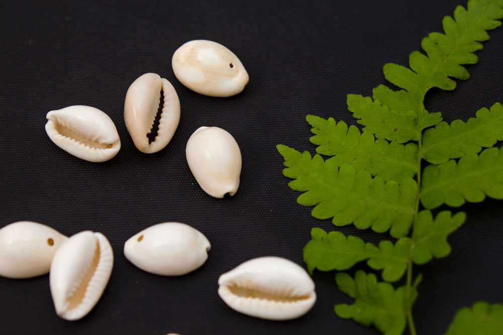 Large Cowries Shell Cowries Seashell Natural Seashell Beach Decor ...