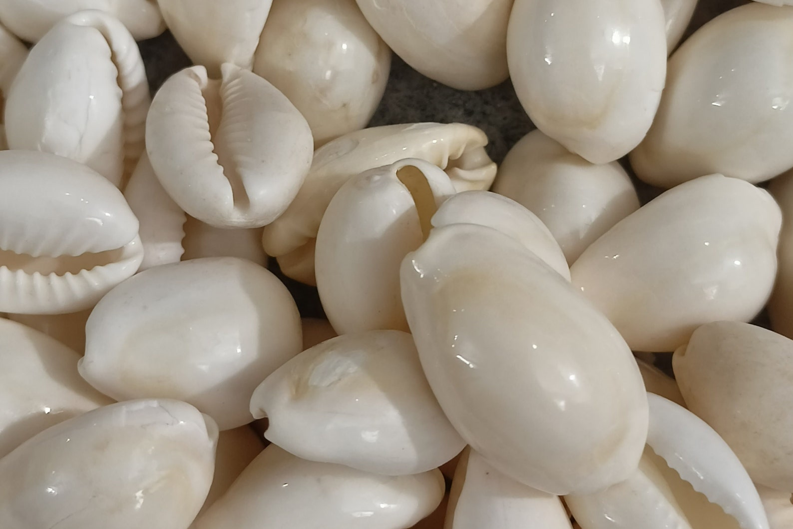 Cowries Shell, Cowries Seashell Bulk, Natural Seashell Beach Decor ...