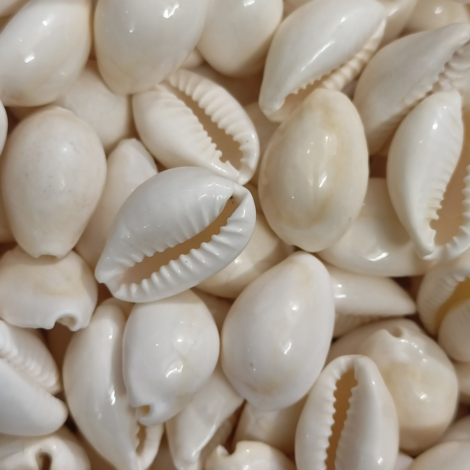 Cowries Shell, Cowries Seashell Bulk, Natural Seashell Beach Decor ...