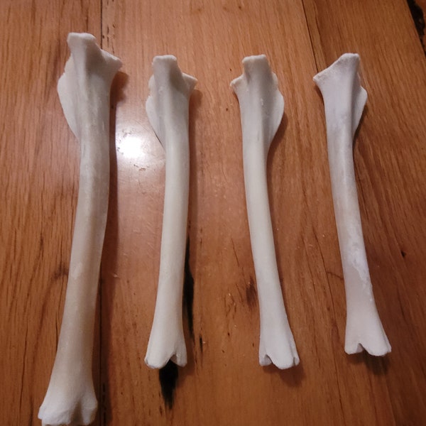 Deer Leg - Etsy