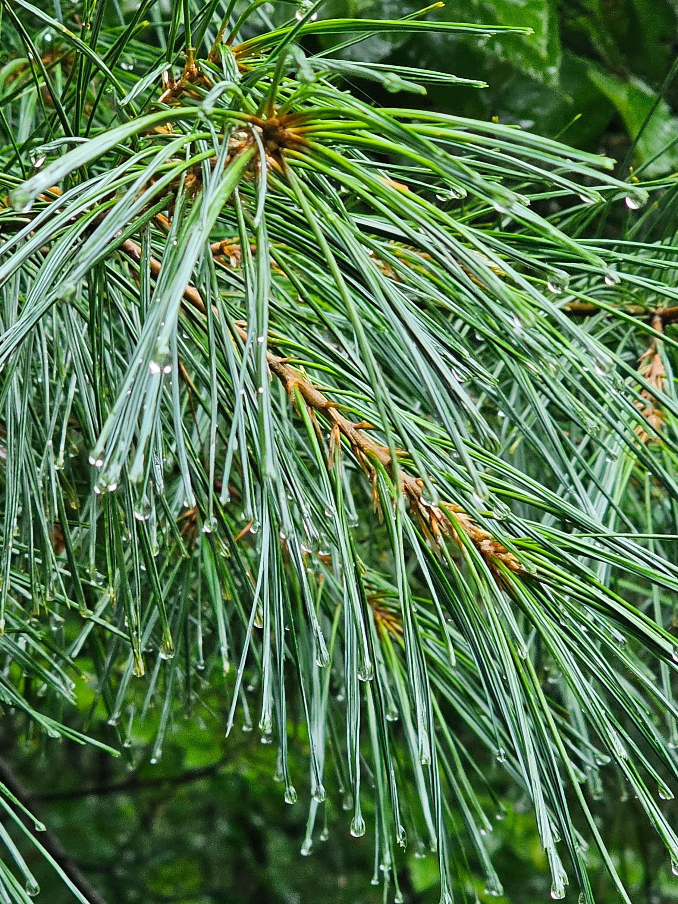 Blue Ridge Mountain Eastern White Pine Needles - Etsy