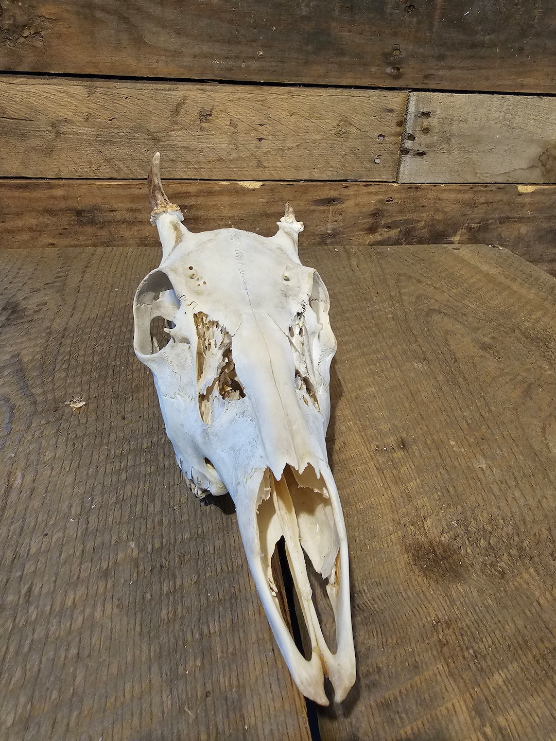 Whitetail Deer Skull With Antlers - Etsy