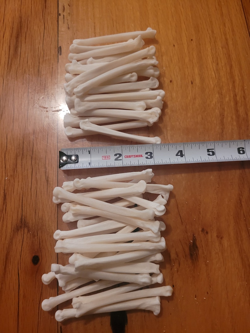 Coyote Foot Bones - Etsy