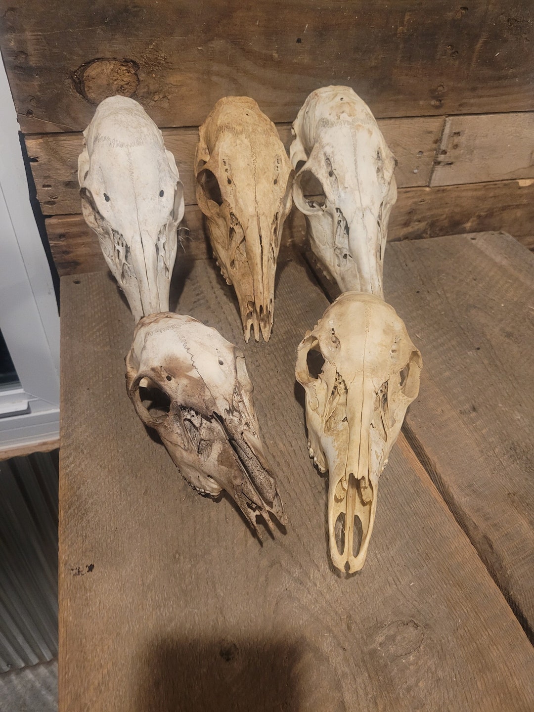 Whitetail Deer Doe Skull - Etsy