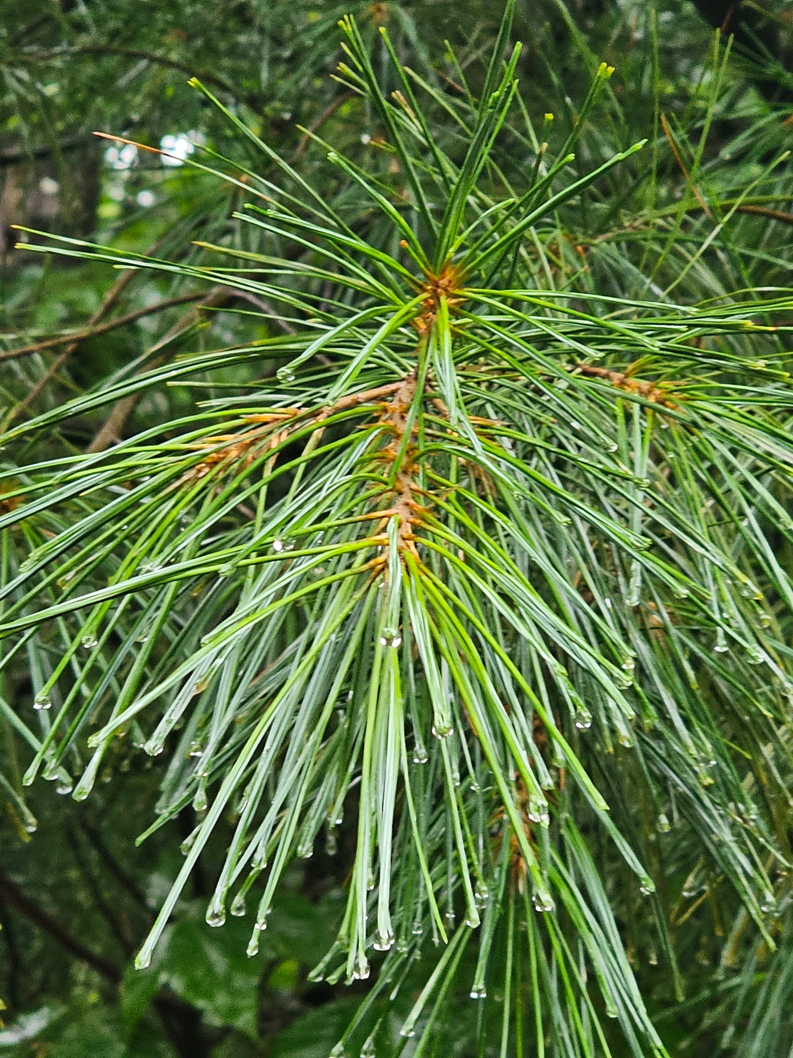 Blue Ridge Mountain Eastern White Pine Needles - Etsy