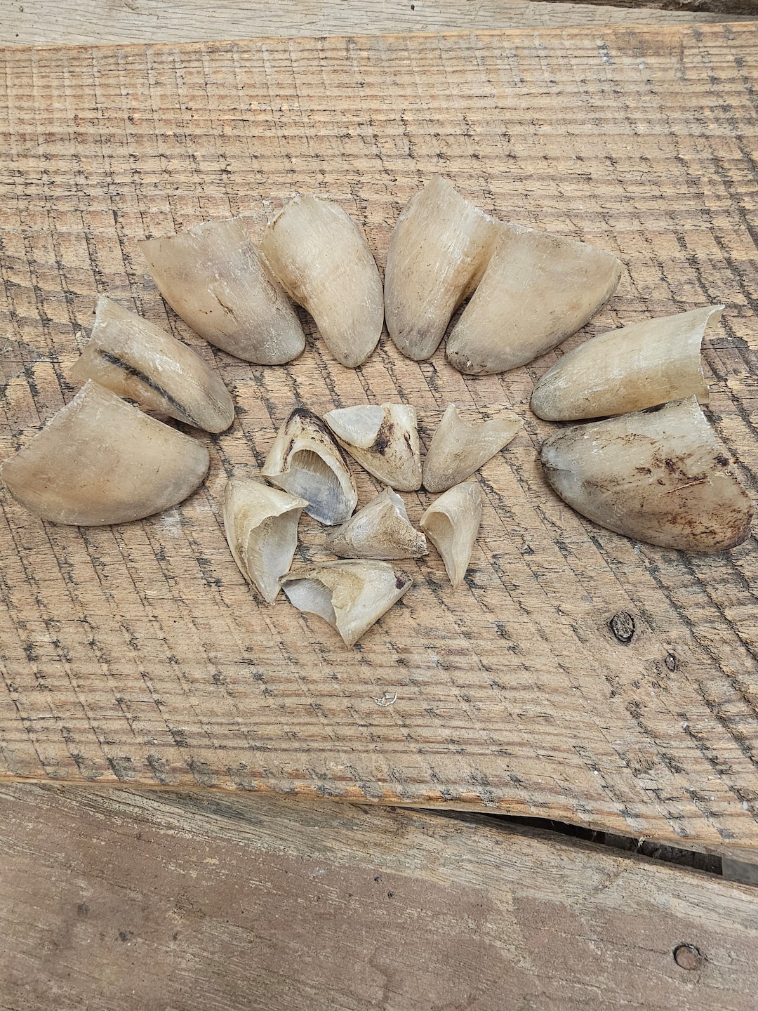 Hog Hooves and Dew Claws - Etsy