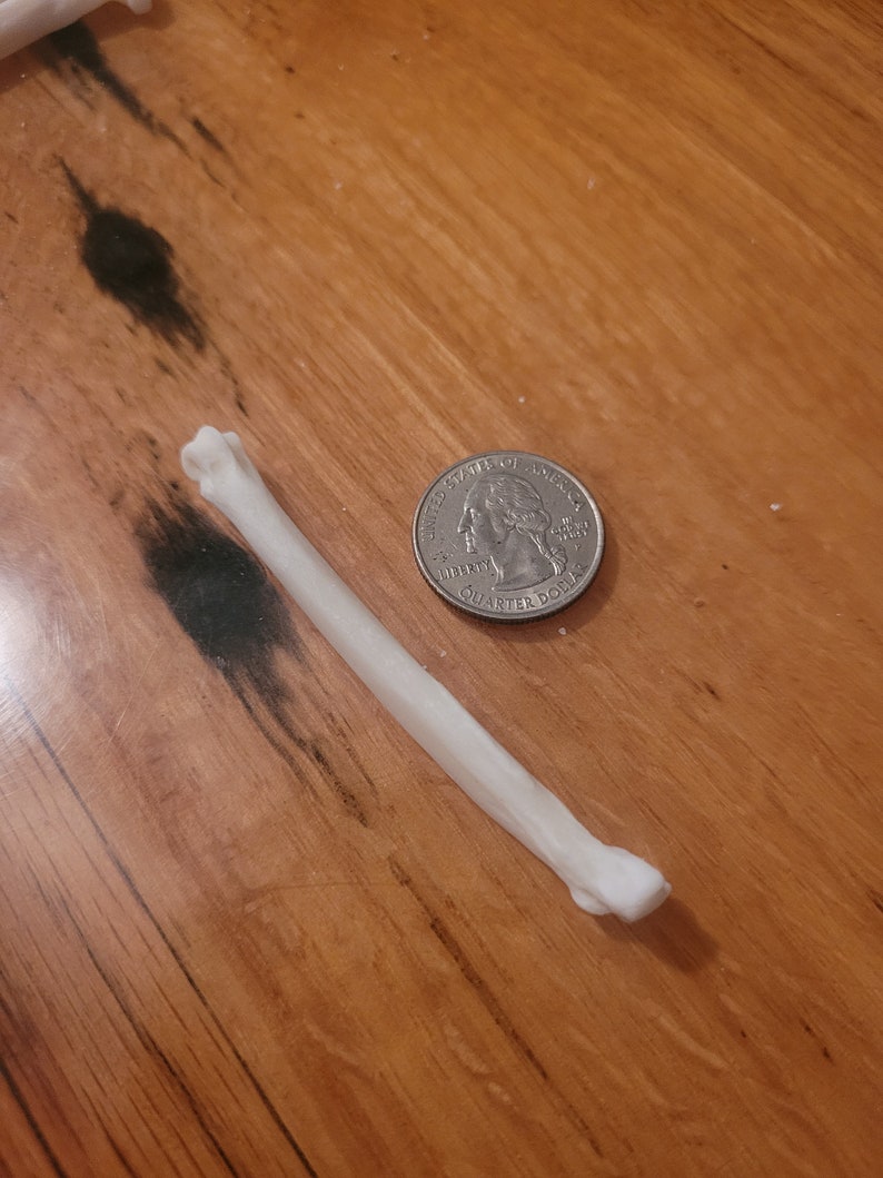 Coyote Foot Bones - Etsy