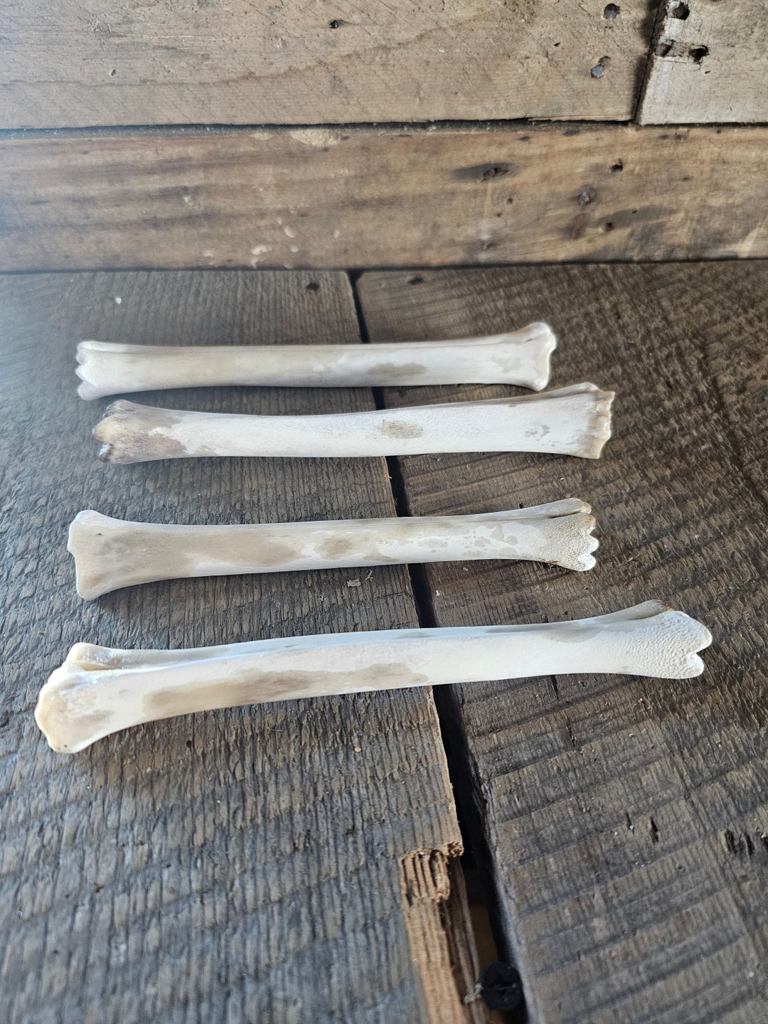 Whitetail Deer Cannon Leg Bone - Etsy