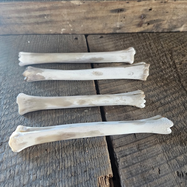 Deer Bone - Etsy