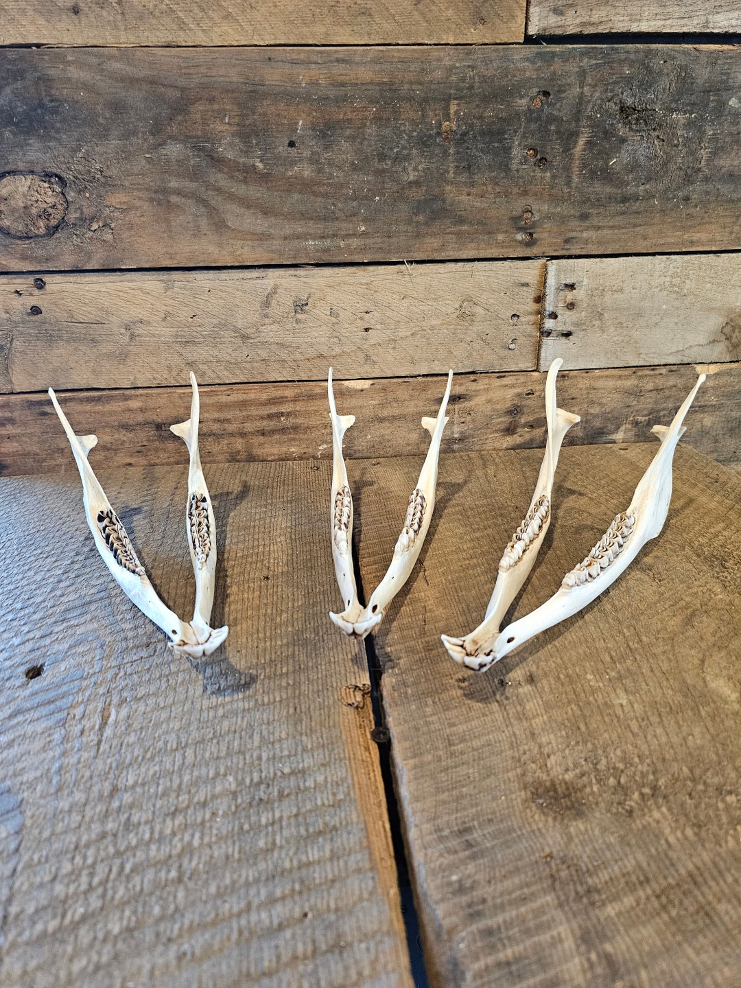 Intact Whitetail Deer Jawbone - Etsy
