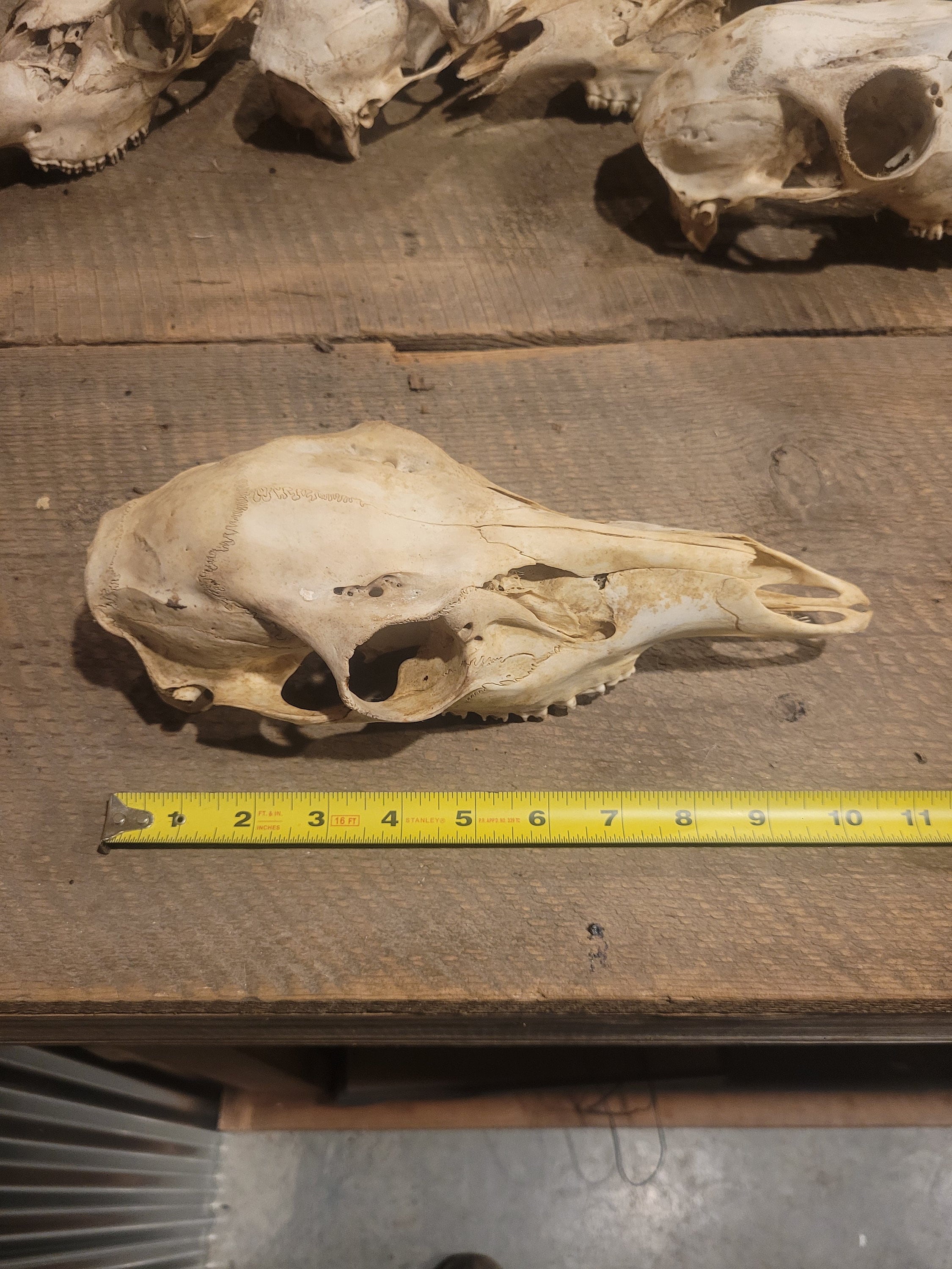 Whitetail Deer Doe Skull - Etsy