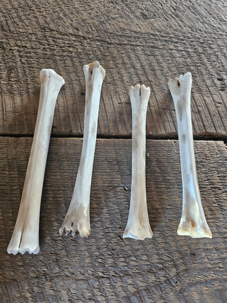 Whitetail Deer Cannon Leg Bone - Etsy