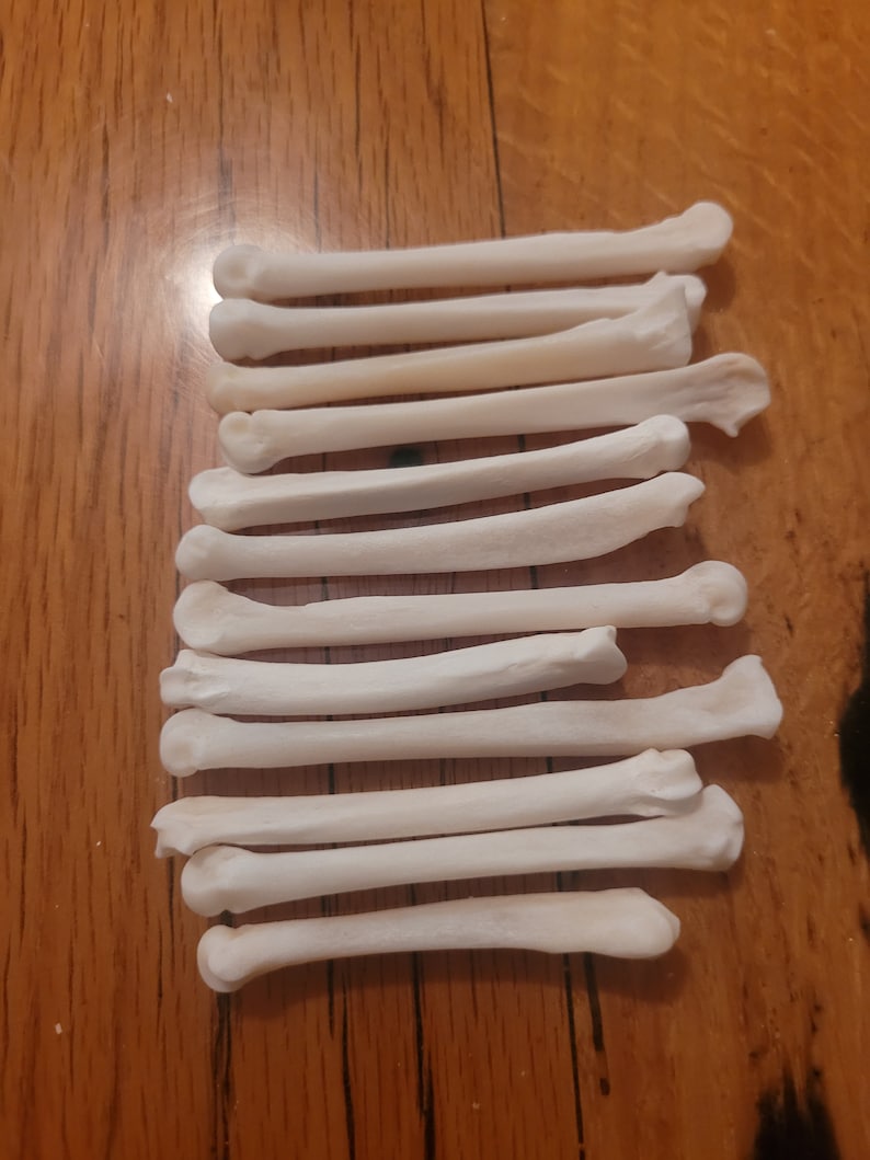 Coyote Foot Bones - Etsy