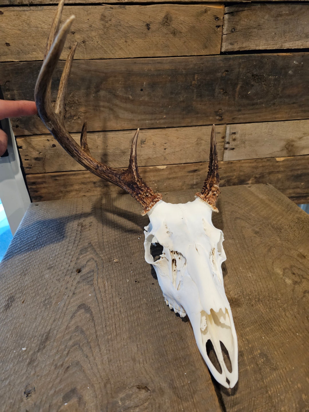 Whitetail Deer Skull With Antlers - Etsy