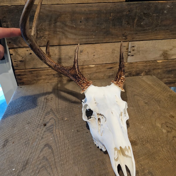Whitetail Deer Skull - Etsy