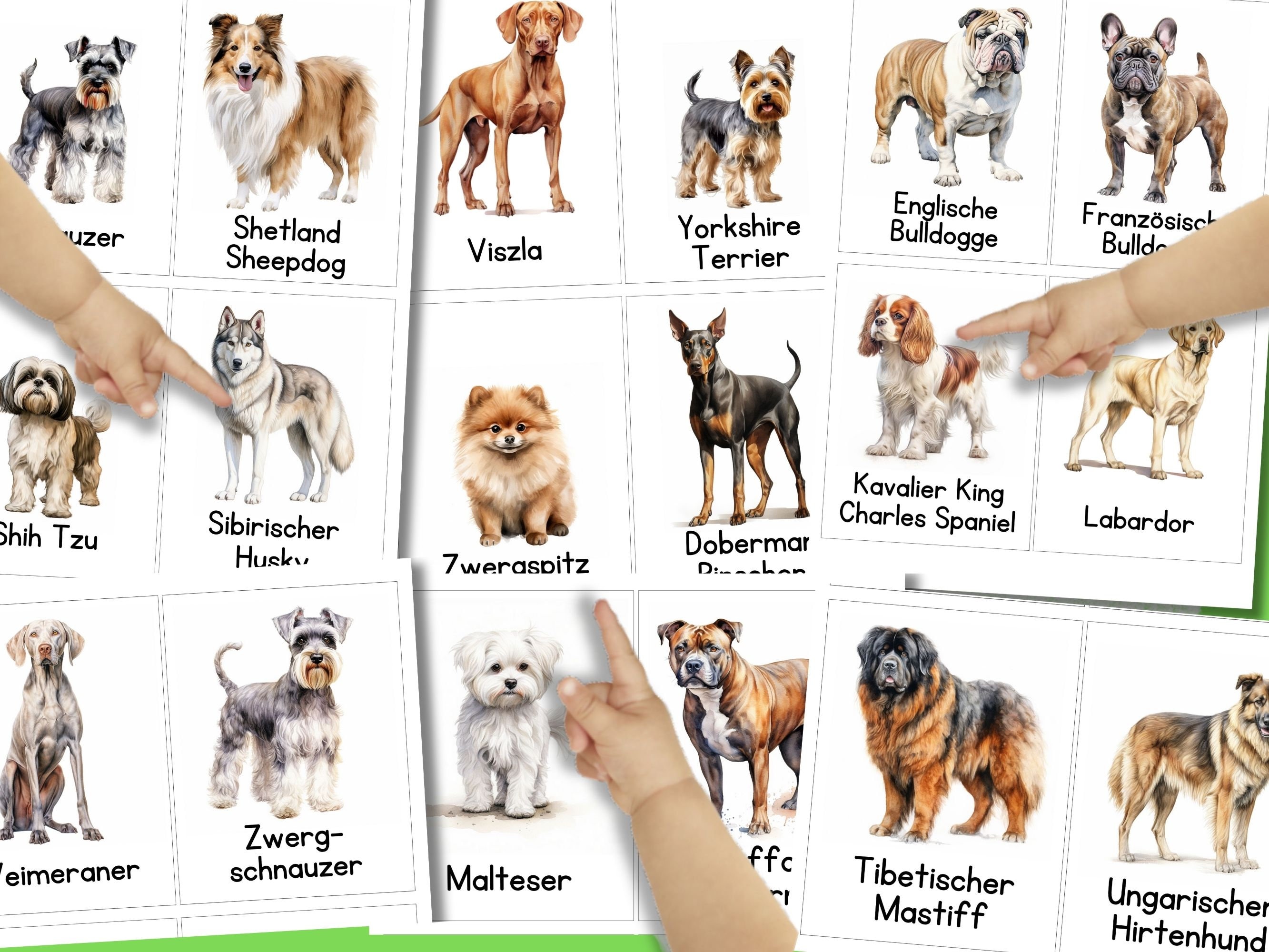Hunderassen Bildkarten, Tierkarten Hunde Rasse Lernmaterial ...
