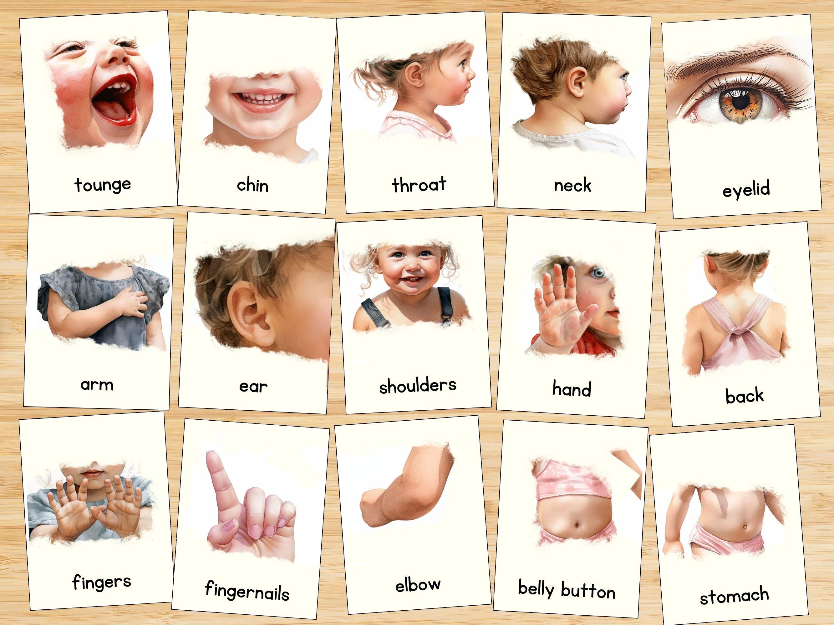 Human Body Parts Flashcards Human Body for Kids Teaching Material ...