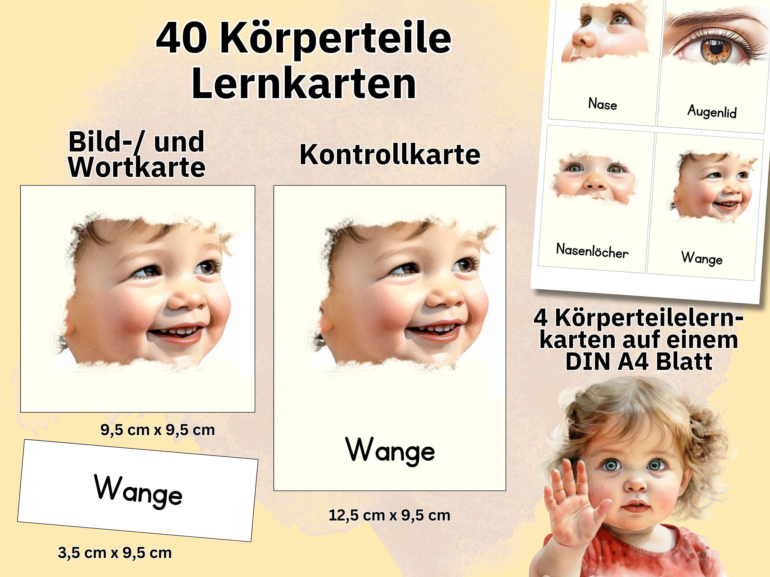 Körperteile lernen mit Montessori Bildkarten, 40 lernkarten kinder ...
