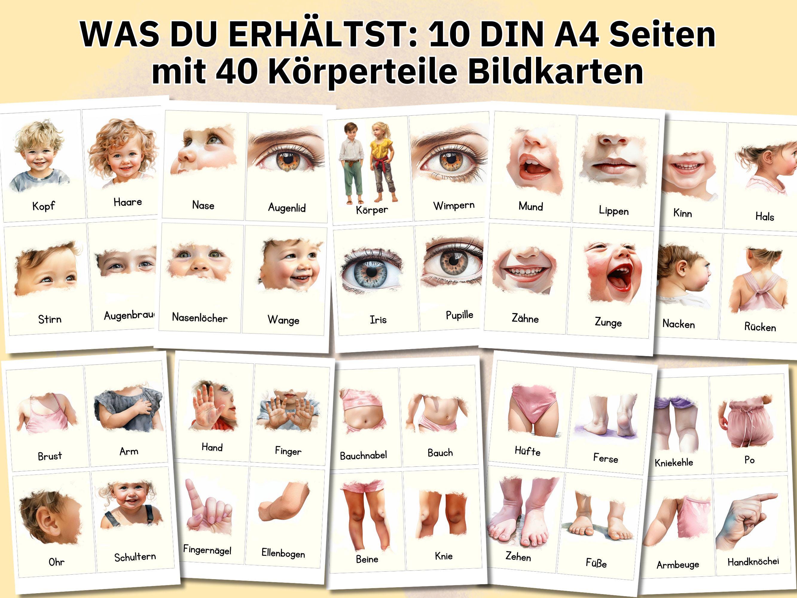 Körperteile lernen mit Montessori Bildkarten, 40 lernkarten kinder ...