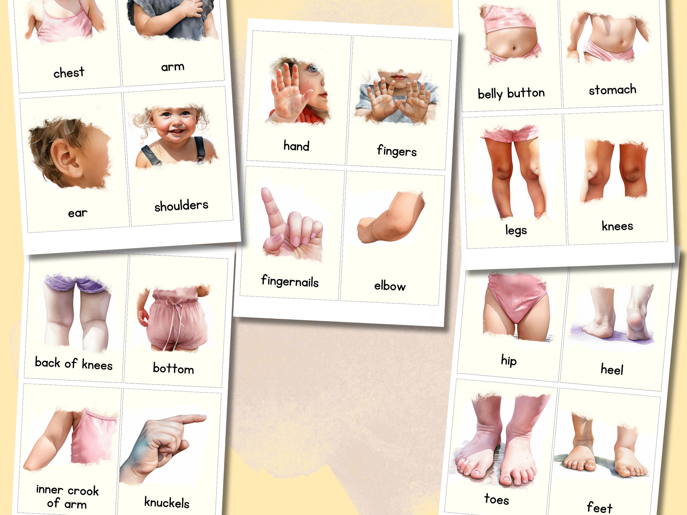 Human Body Parts Flashcards Human Body for Kids Teaching Material ...
