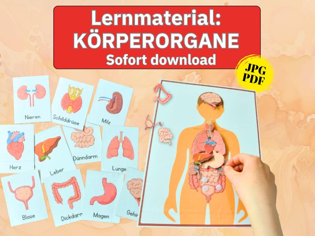 Anatomy Flashcards Learn Children Puzzle Organs Body Learning Game ...