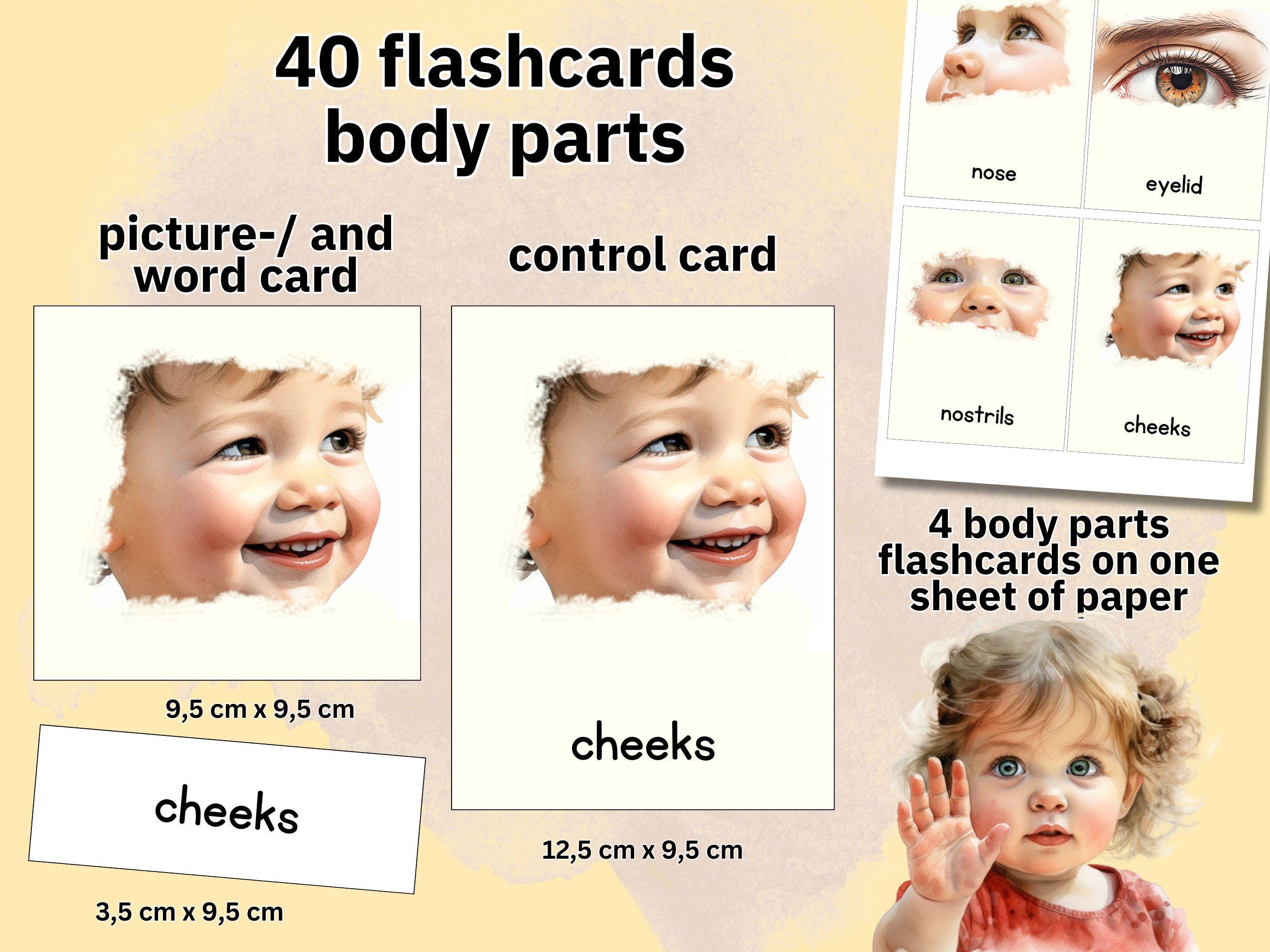 Human Body Parts Flashcards Human Body for Kids Teaching Material ...