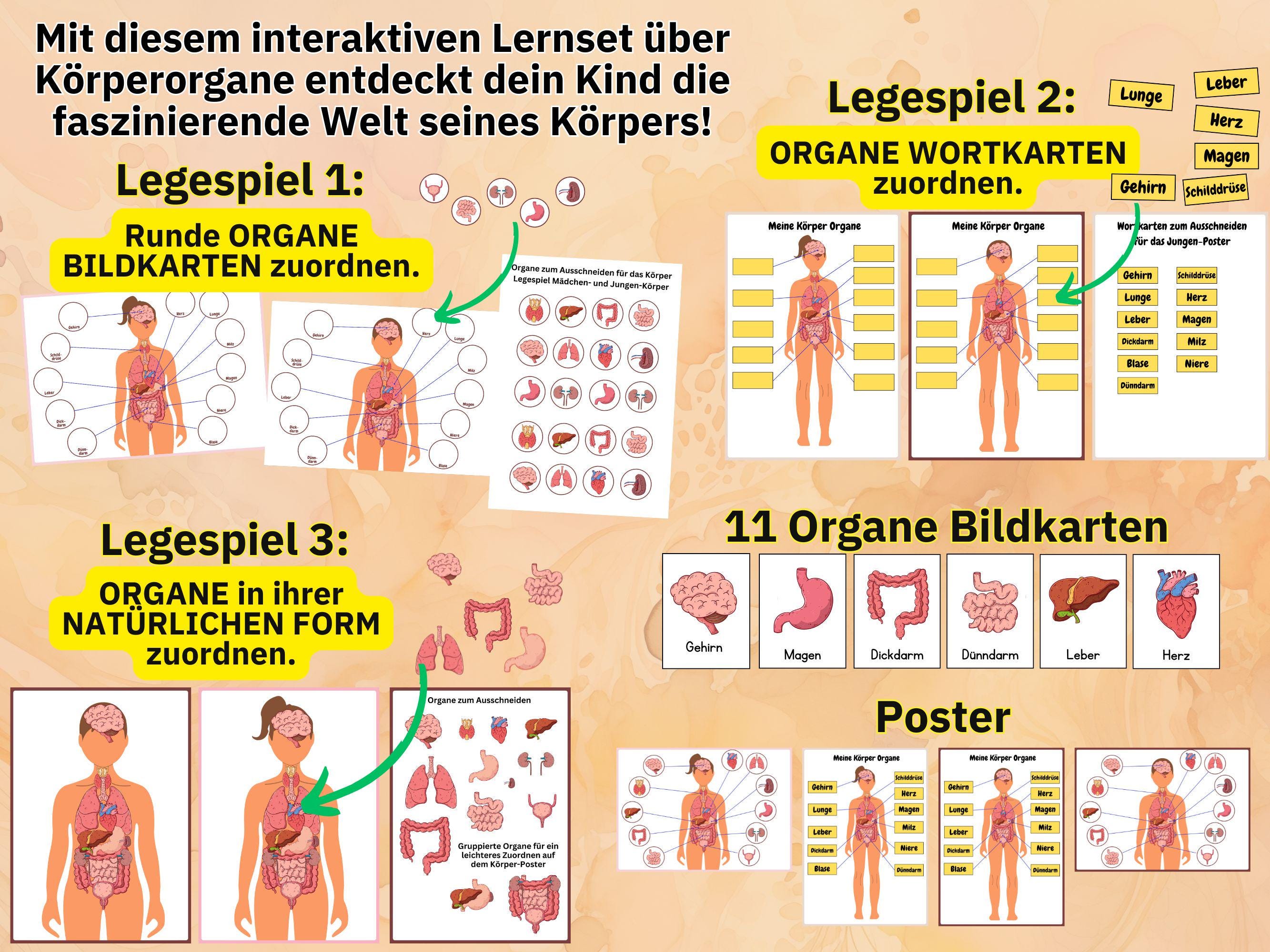 Anatomy Flashcards Learn Children Puzzle Organs Body Learning Game ...