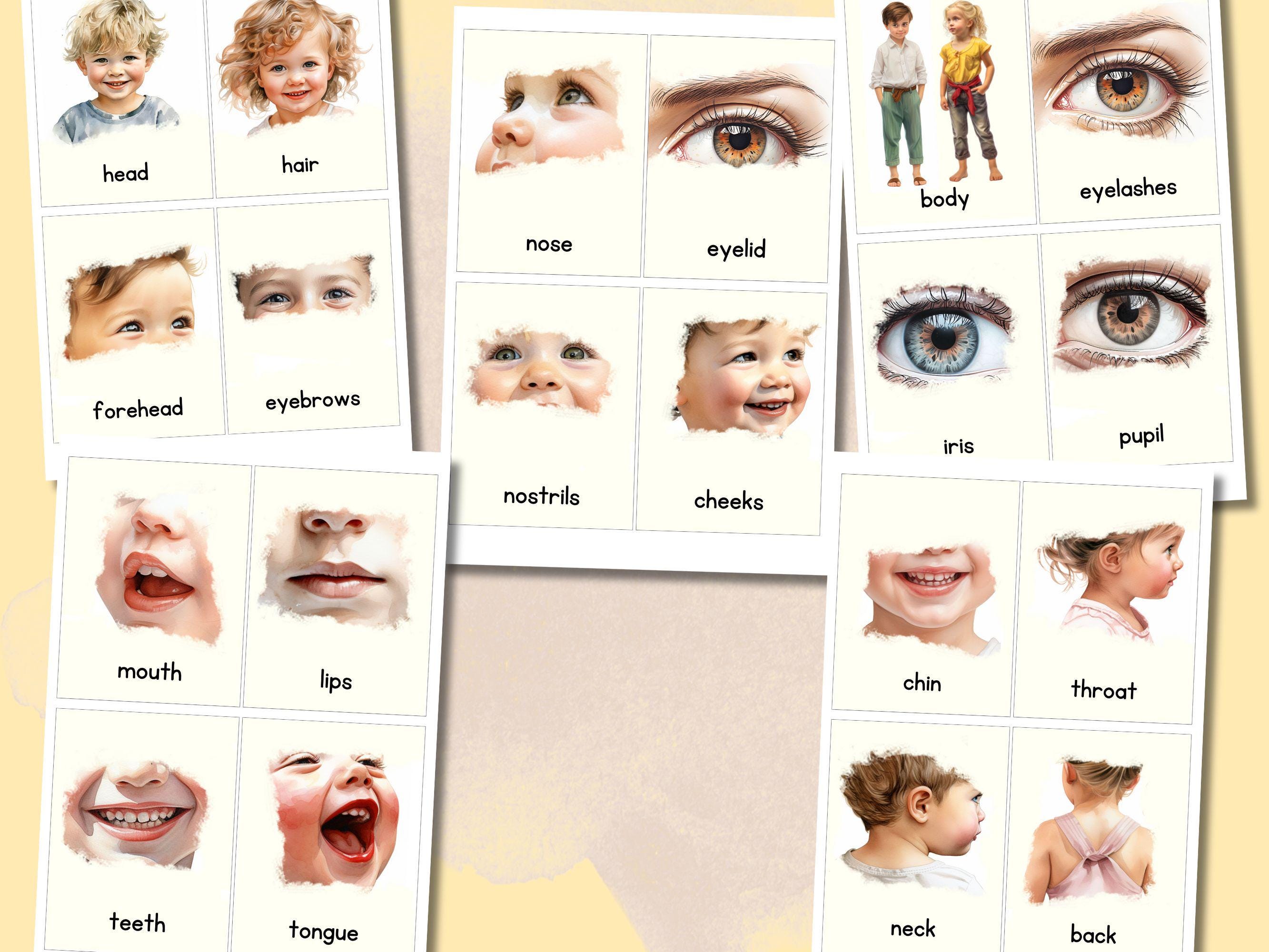 Human Body Parts Flashcards Human Body for Kids Teaching Material ...