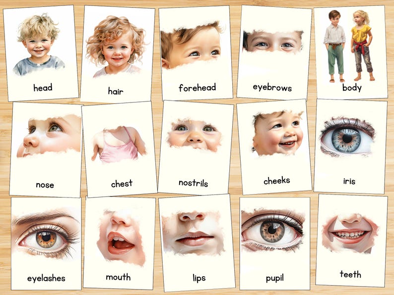 Human Body Parts Flashcards Human Body for Kids Teaching Material ...