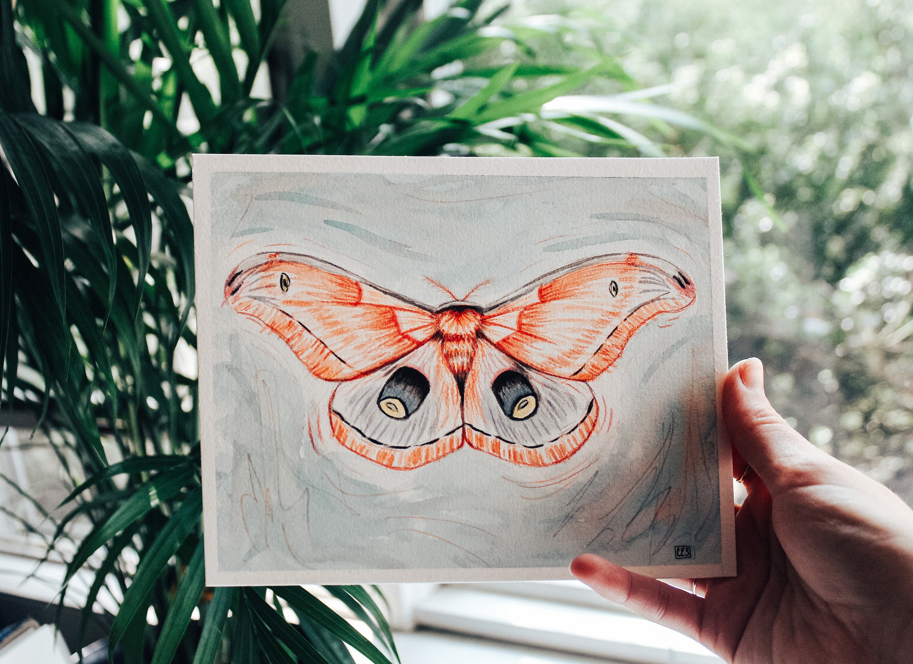 Polyphemus Moth Small Print (antheraea Polyphemus) - Etsy