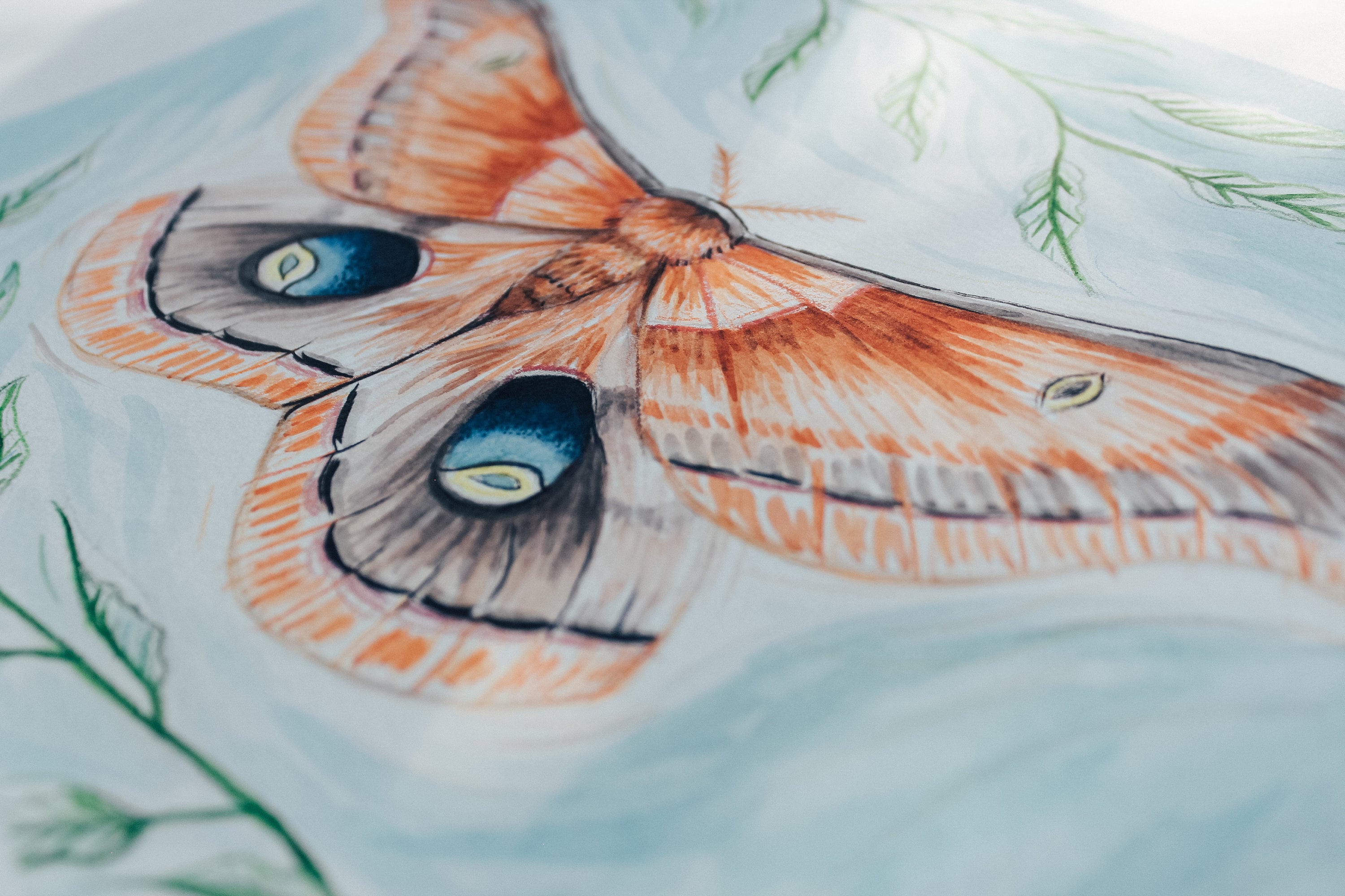 Polyphemus Moth Large Print (antheraea Polyphemus) - Etsy