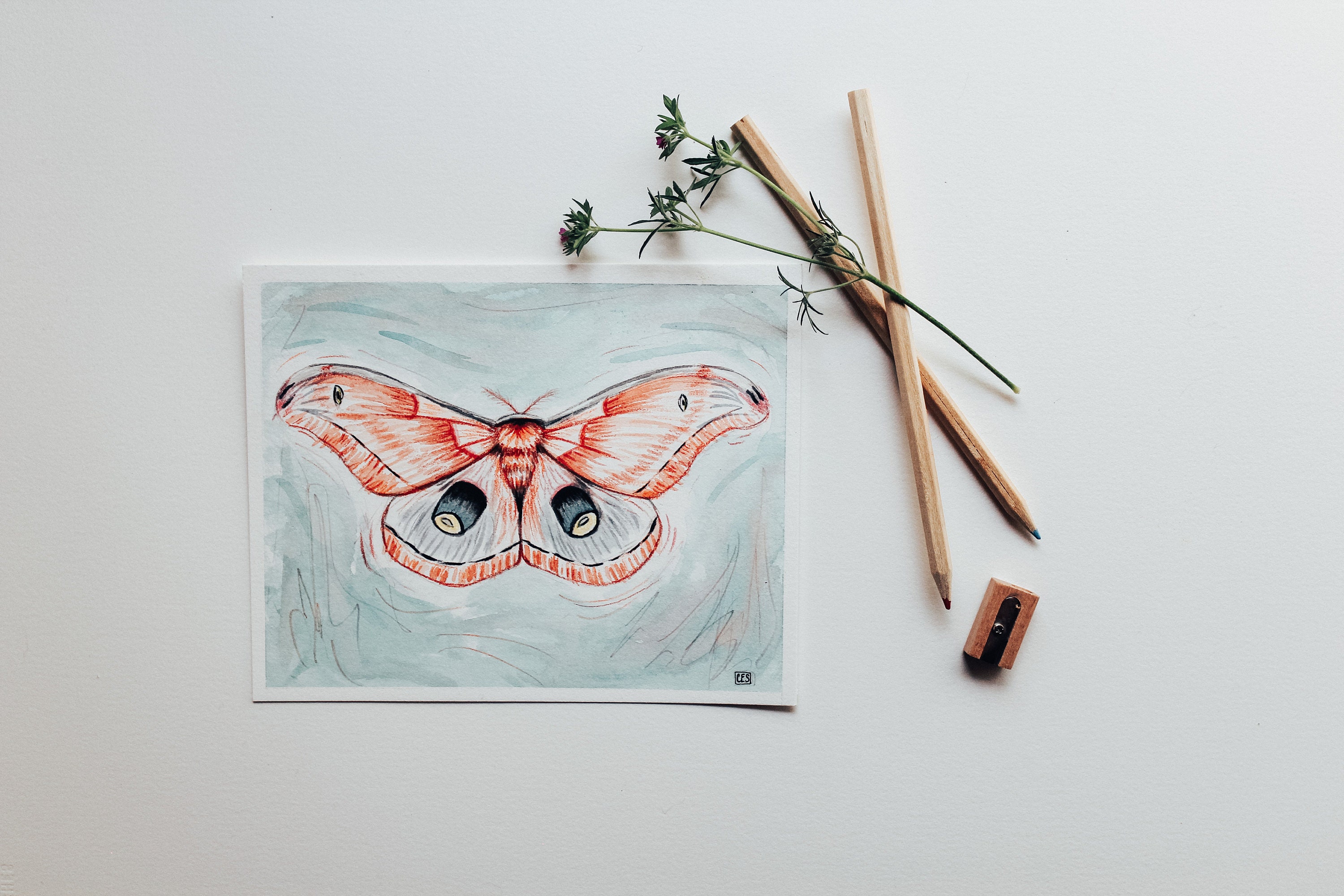 Polyphemus Moth Small Print (antheraea Polyphemus) - Etsy