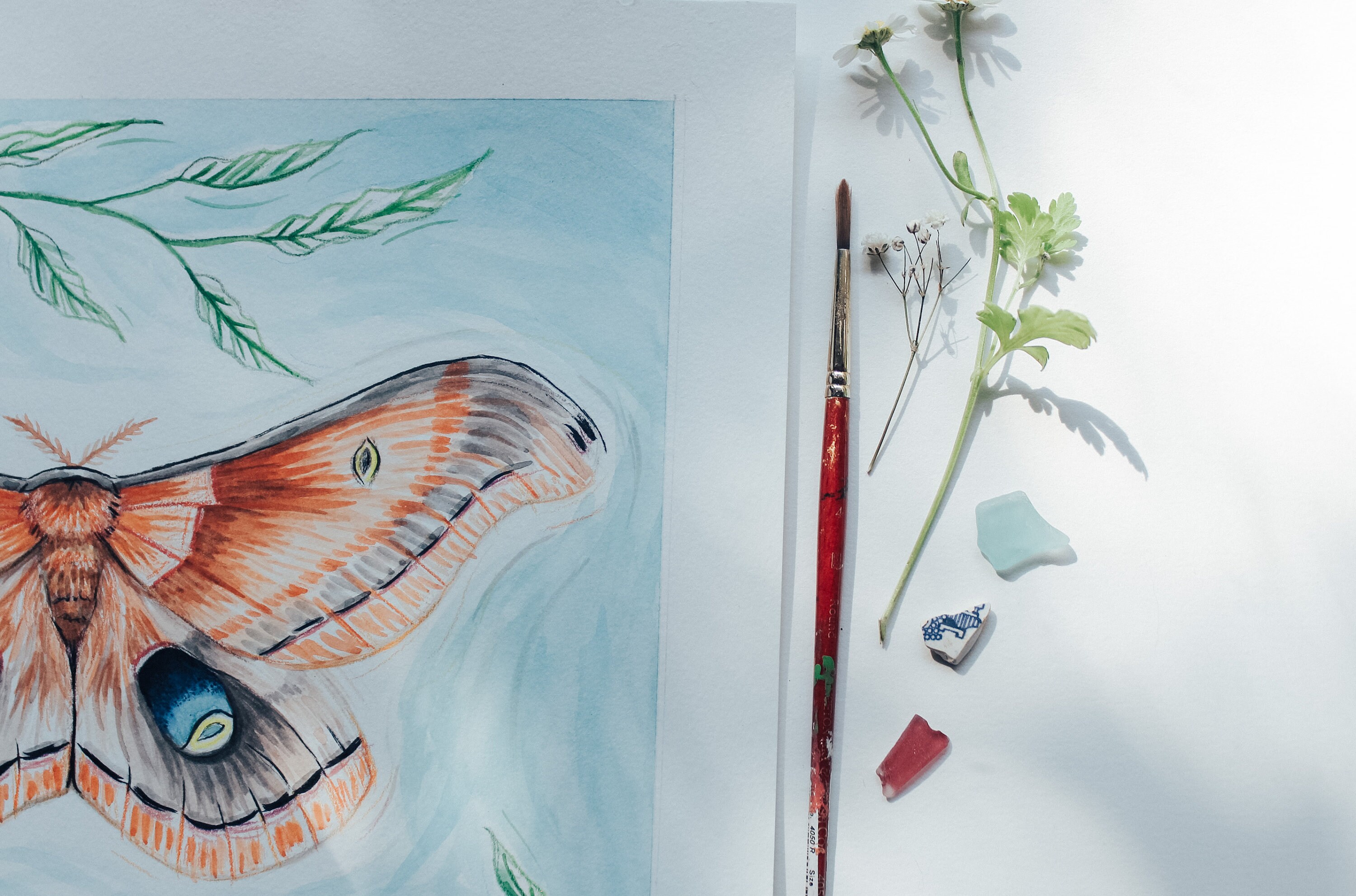 Polyphemus Moth Large Print (antheraea Polyphemus) - Etsy