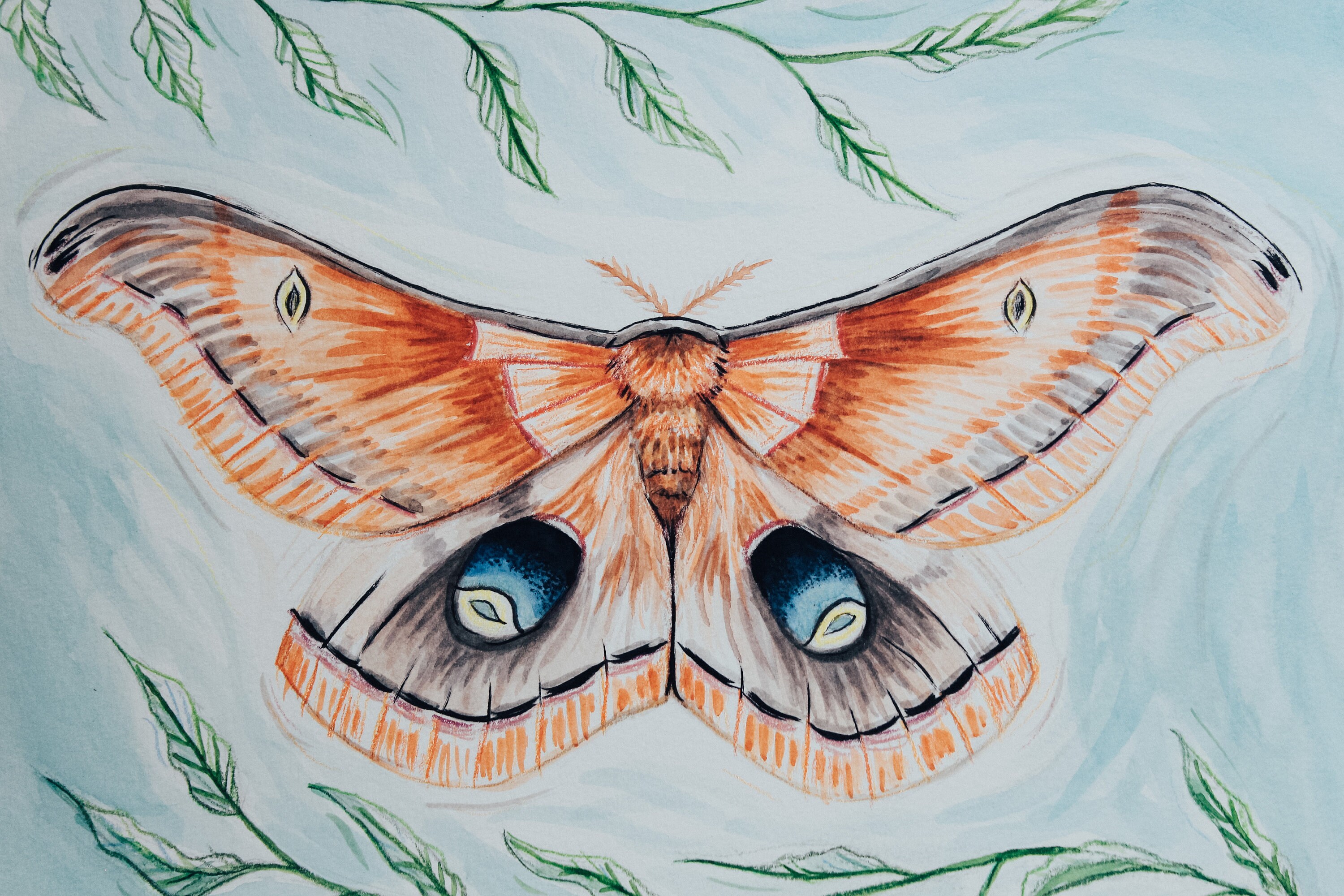 Polyphemus Moth Large Print (antheraea Polyphemus) - Etsy