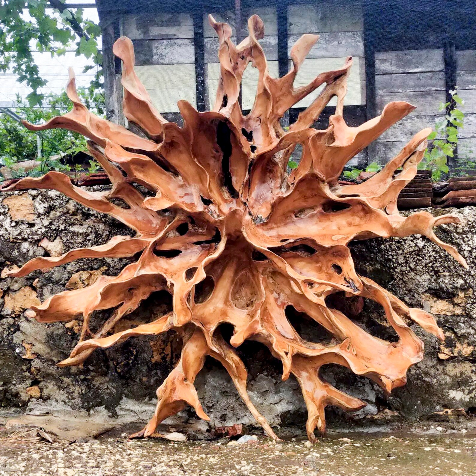 Teak Root Wall Hanging Decor Art Root Wall Panel Screen - Etsy