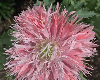 Pink Poppy Flowers | Etsy