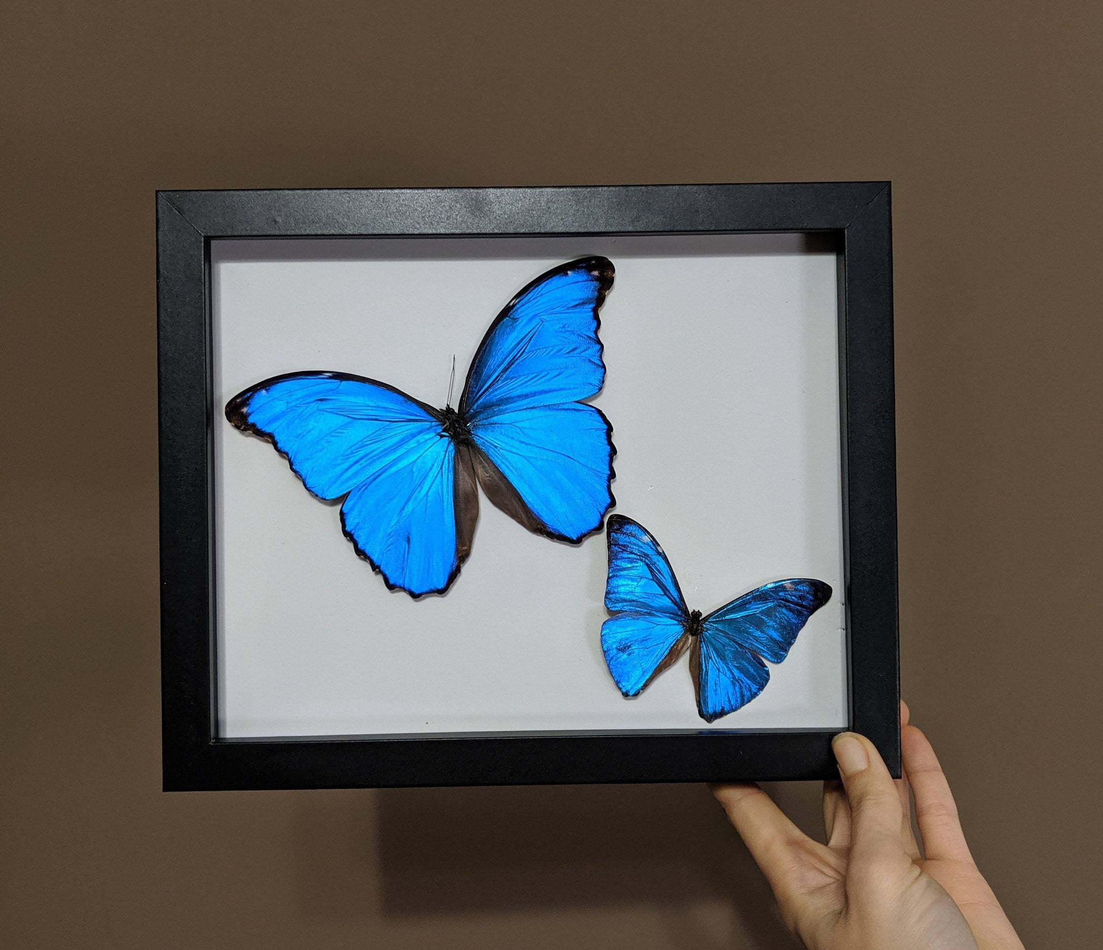 Blue Butterfly Frame