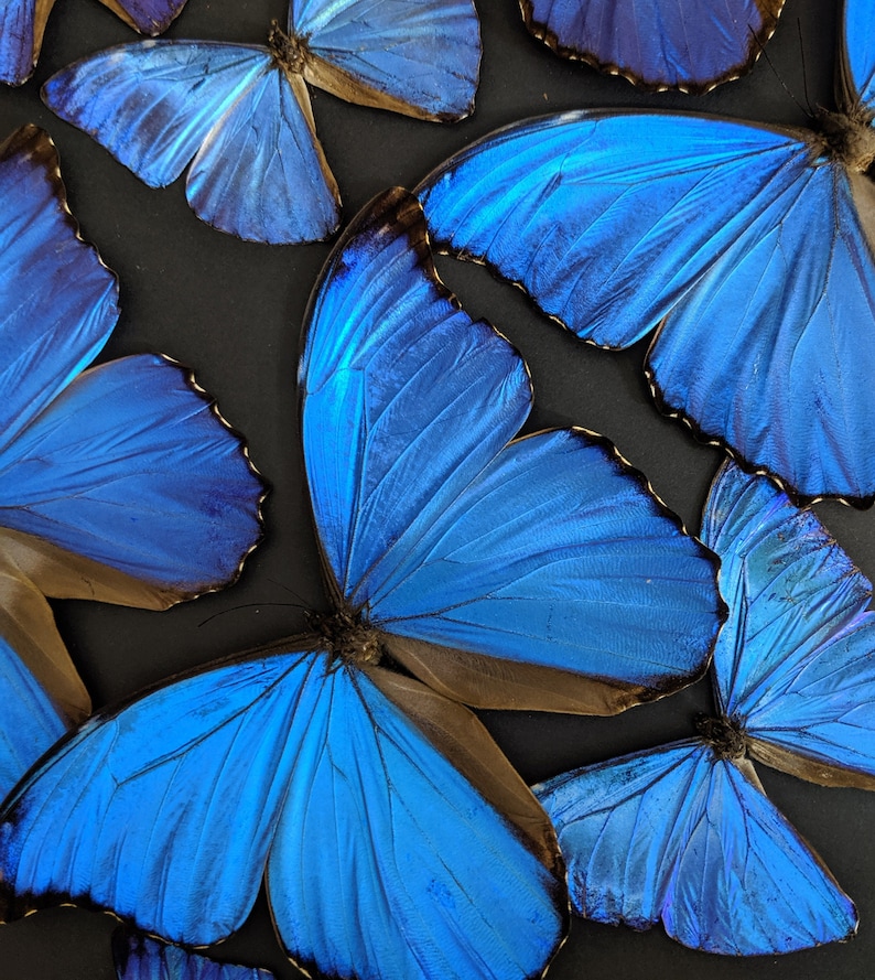 Rare Blue Morpho Butterfly Deluxe Collection on Black Velour 9x20 Morpho Helena, Giant Morpho ...