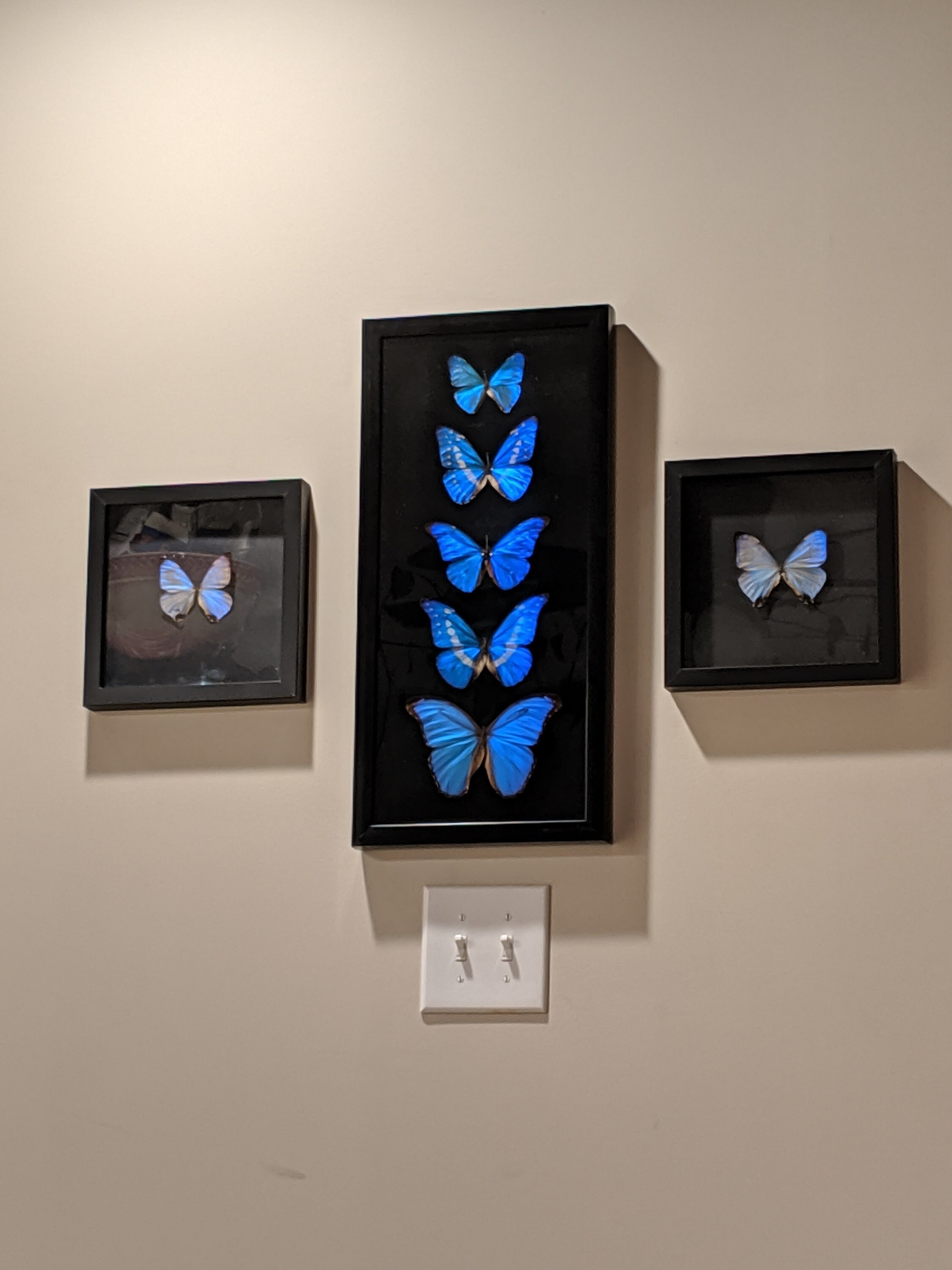 Rare Blue Morpho Butterfly Deluxe Collection on Black Velour 9x20 Morpho Helena, Giant Morpho ...