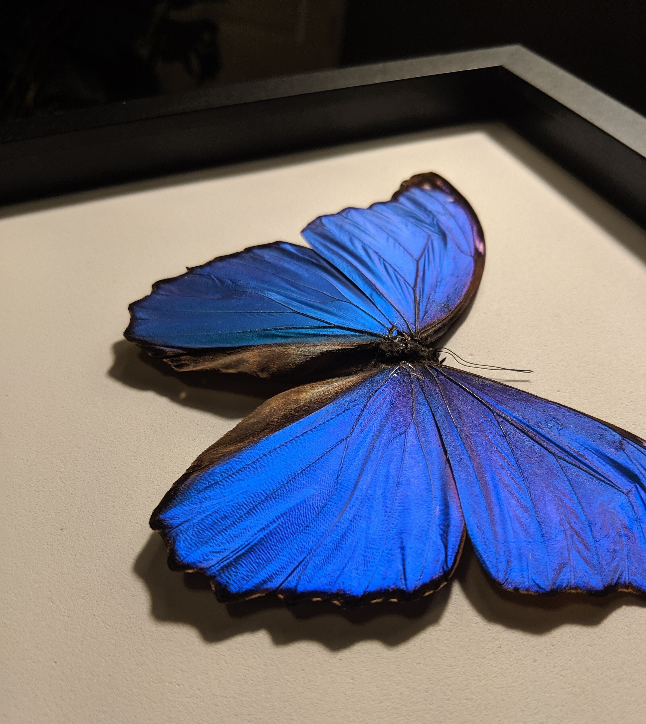 Giant Blue Morpho Didius Butterfly Framed 8x10 - Etsy