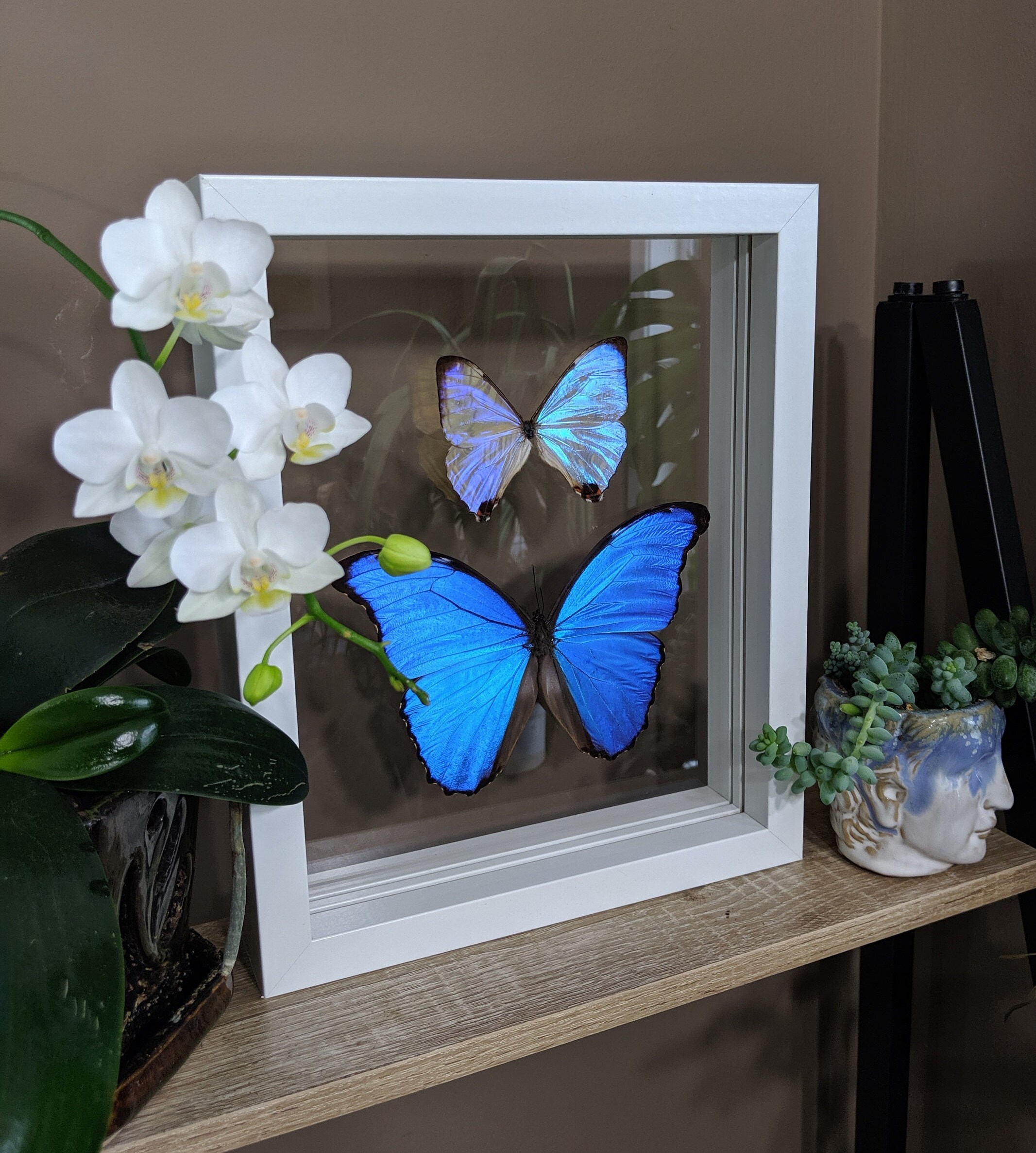 Morpho Butterfly Framed Collection 8x10 Pearl Morpho Sulkowski and ...